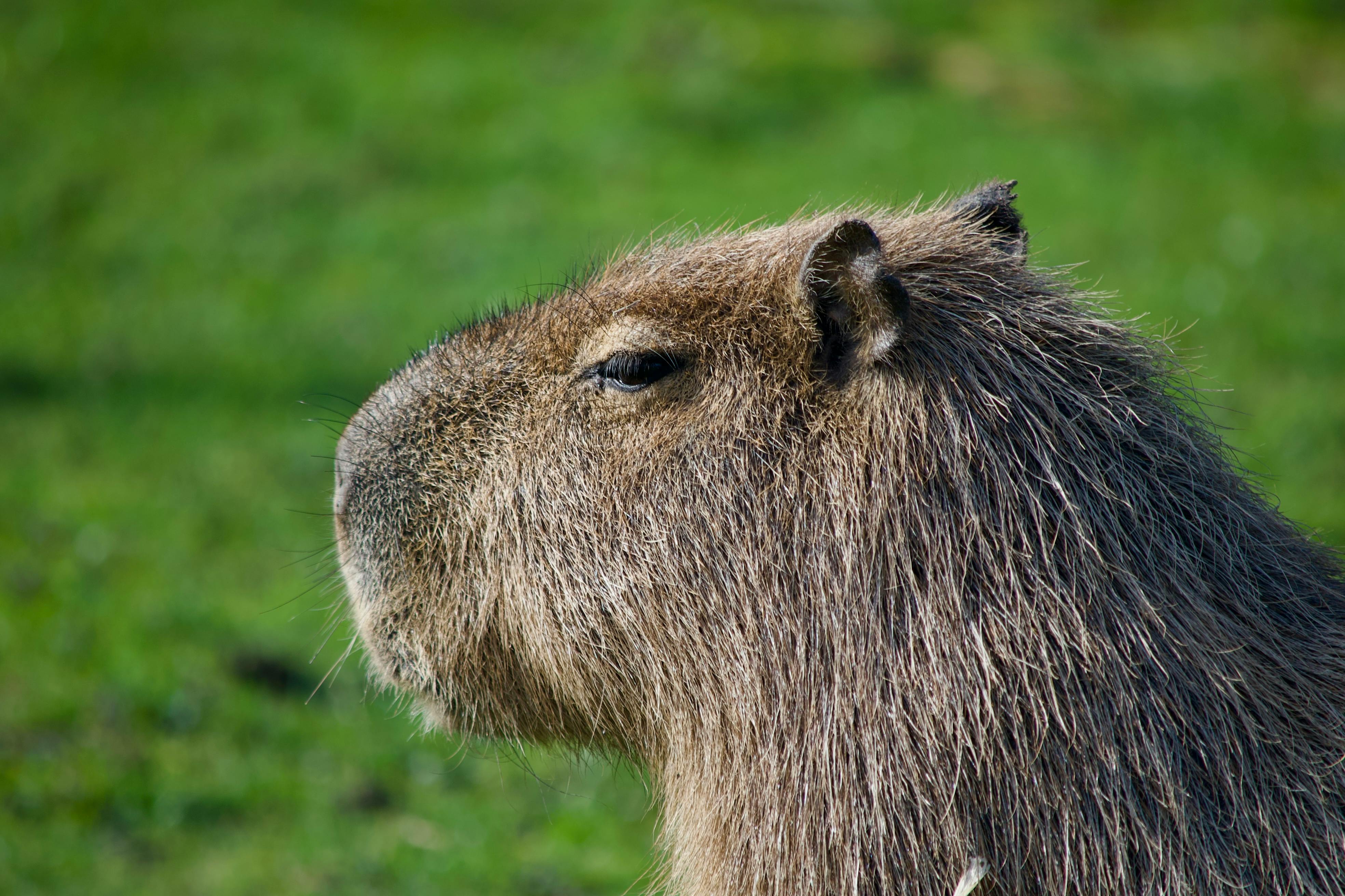 Capybara Chibi Photos, Download The BEST Free Capybara Chibi Stock ...
