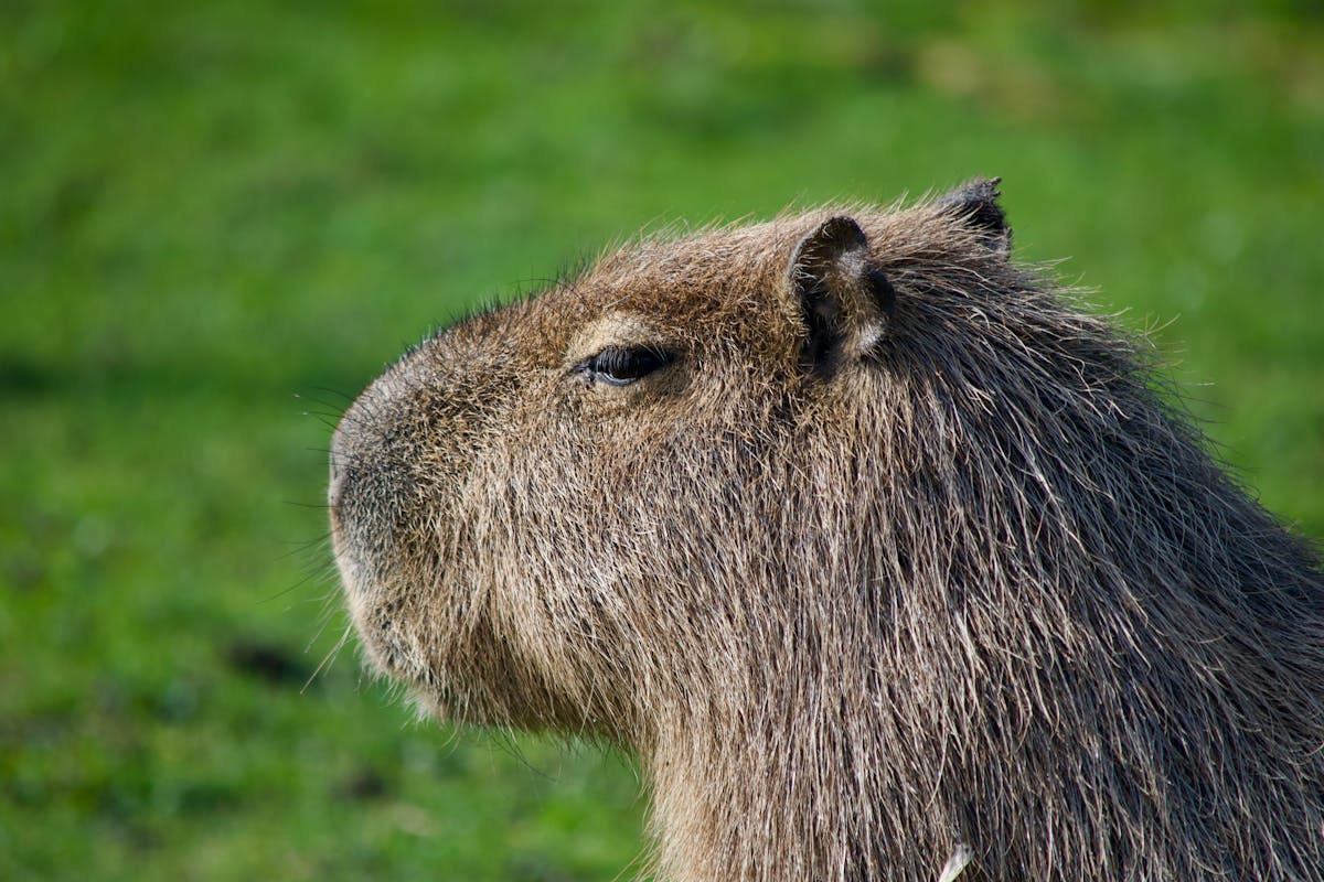Hình ảnh Capybara Photos, Download The BEST Free Hình ảnh Capybara ...
