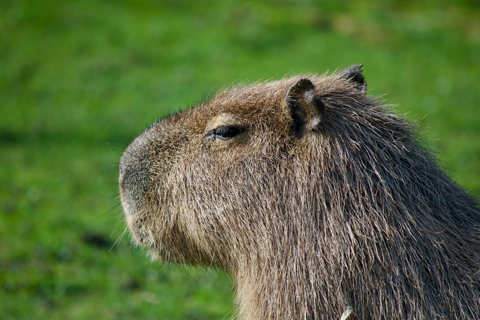 Capybara Chibi Photos, Download The BEST Free Capybara Chibi Stock ...