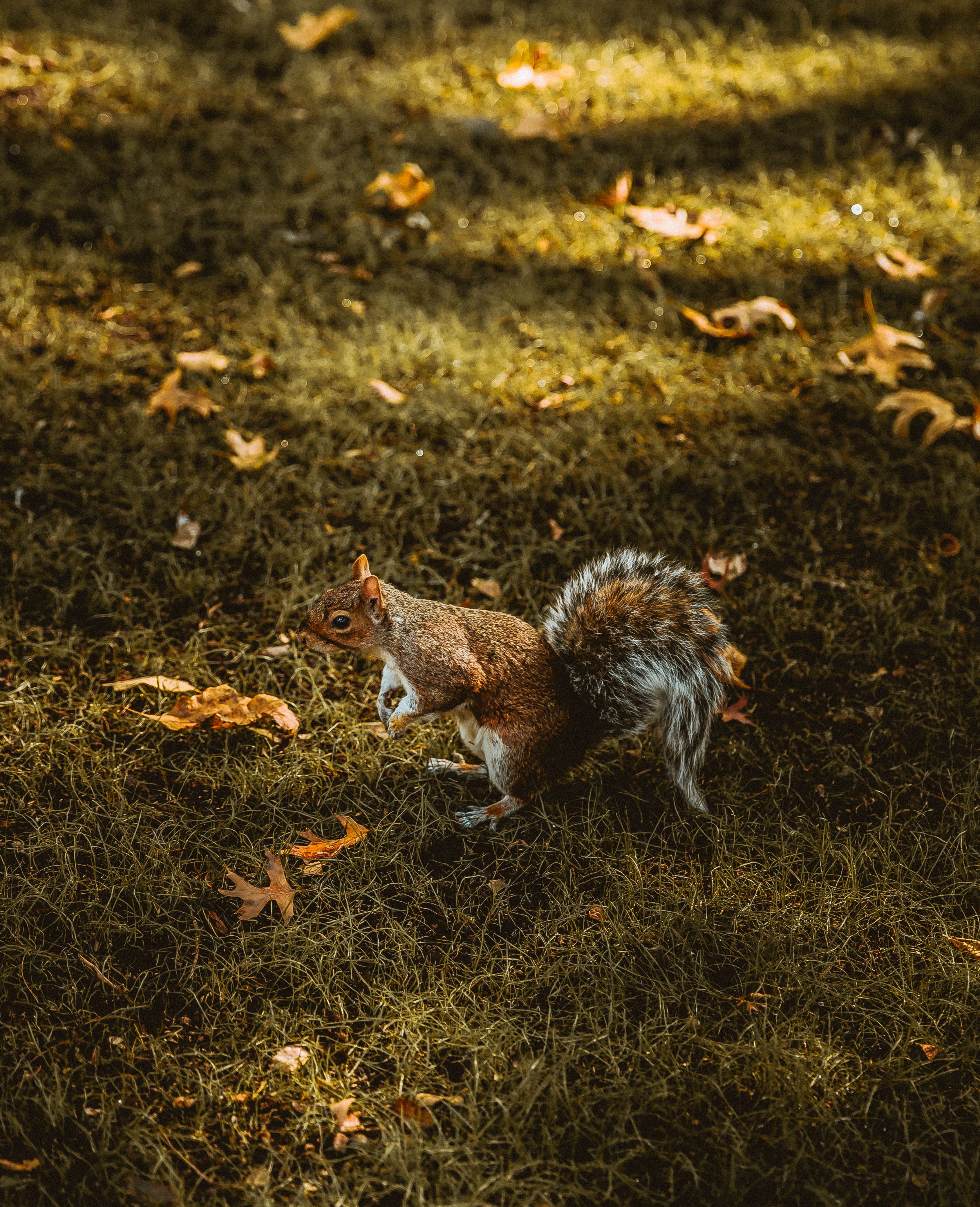 Playful Squirrel in Autumn Park Scene · Free Stock Photo