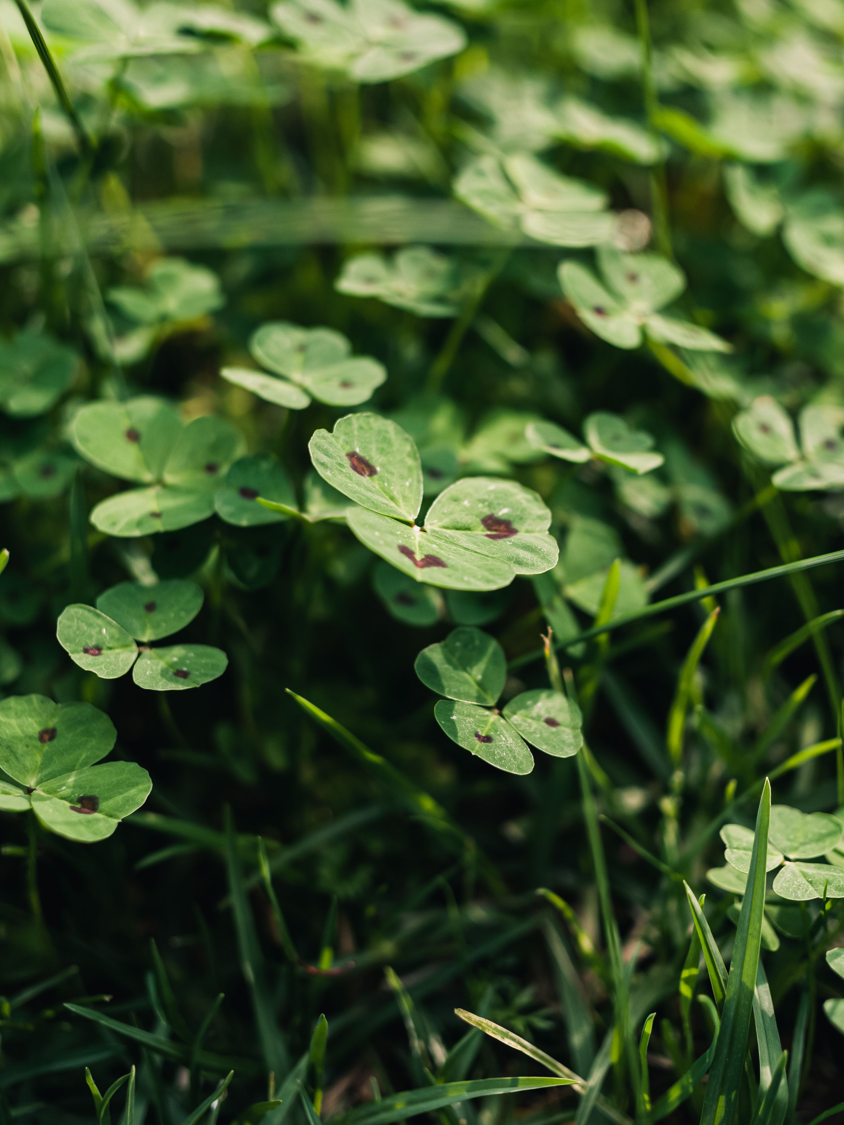 Close-up of Green Clover Leaves in Natural Setting · Free Stock Photo