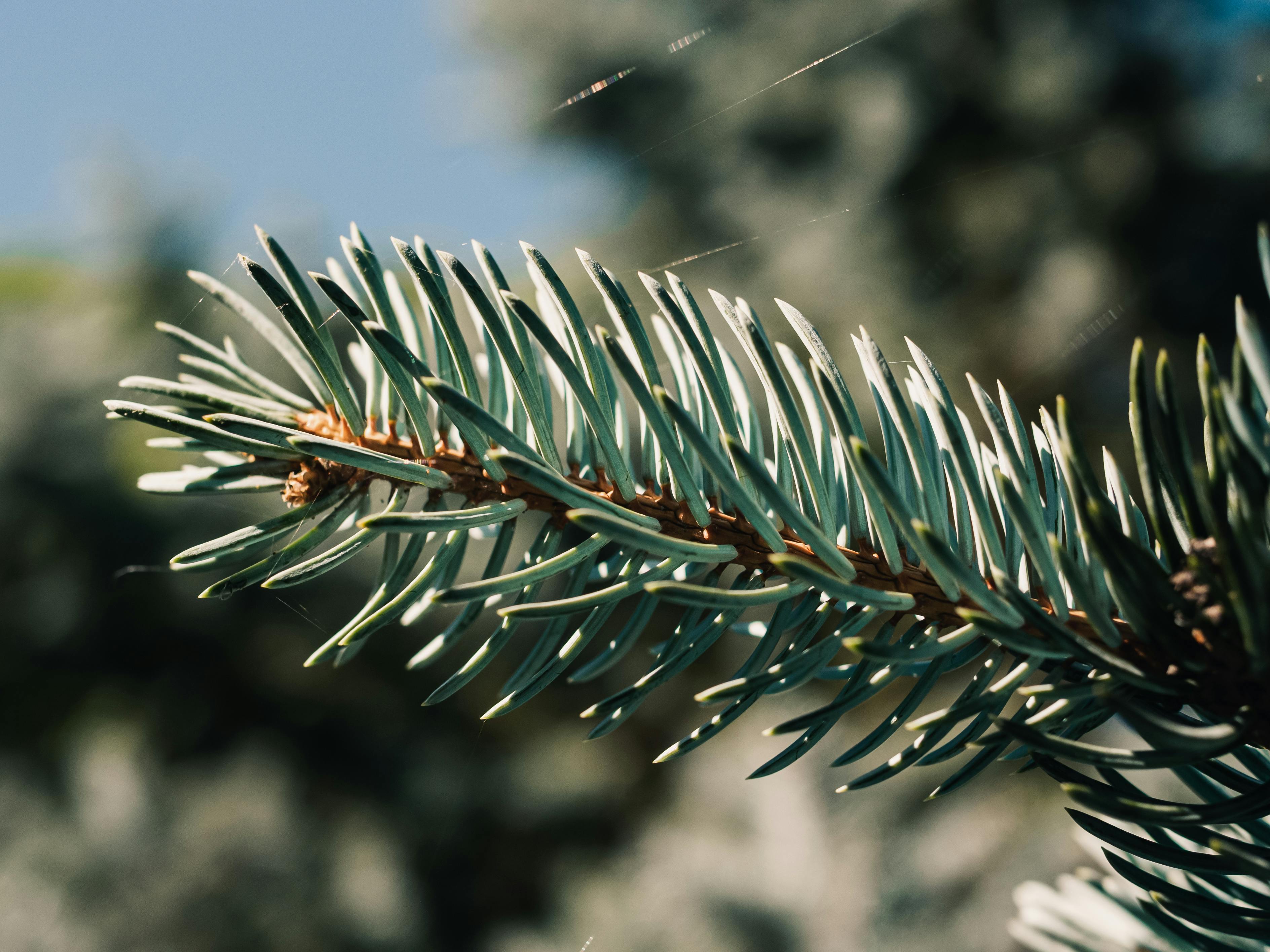 Close-Up of Evergreen Pine Needles in Sunlight · Free Stock Photo