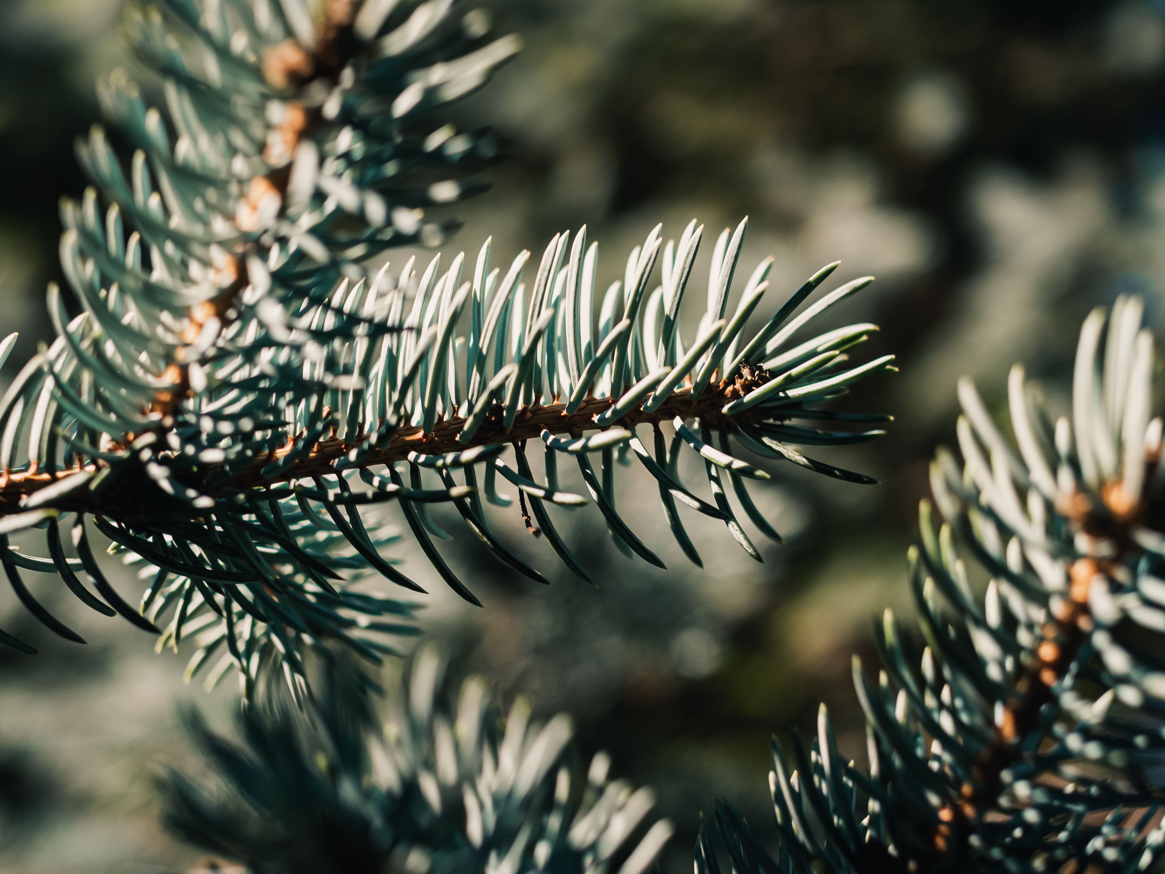 Close-Up of Evergreen Pine Needles in Sunlight · Free Stock Photo