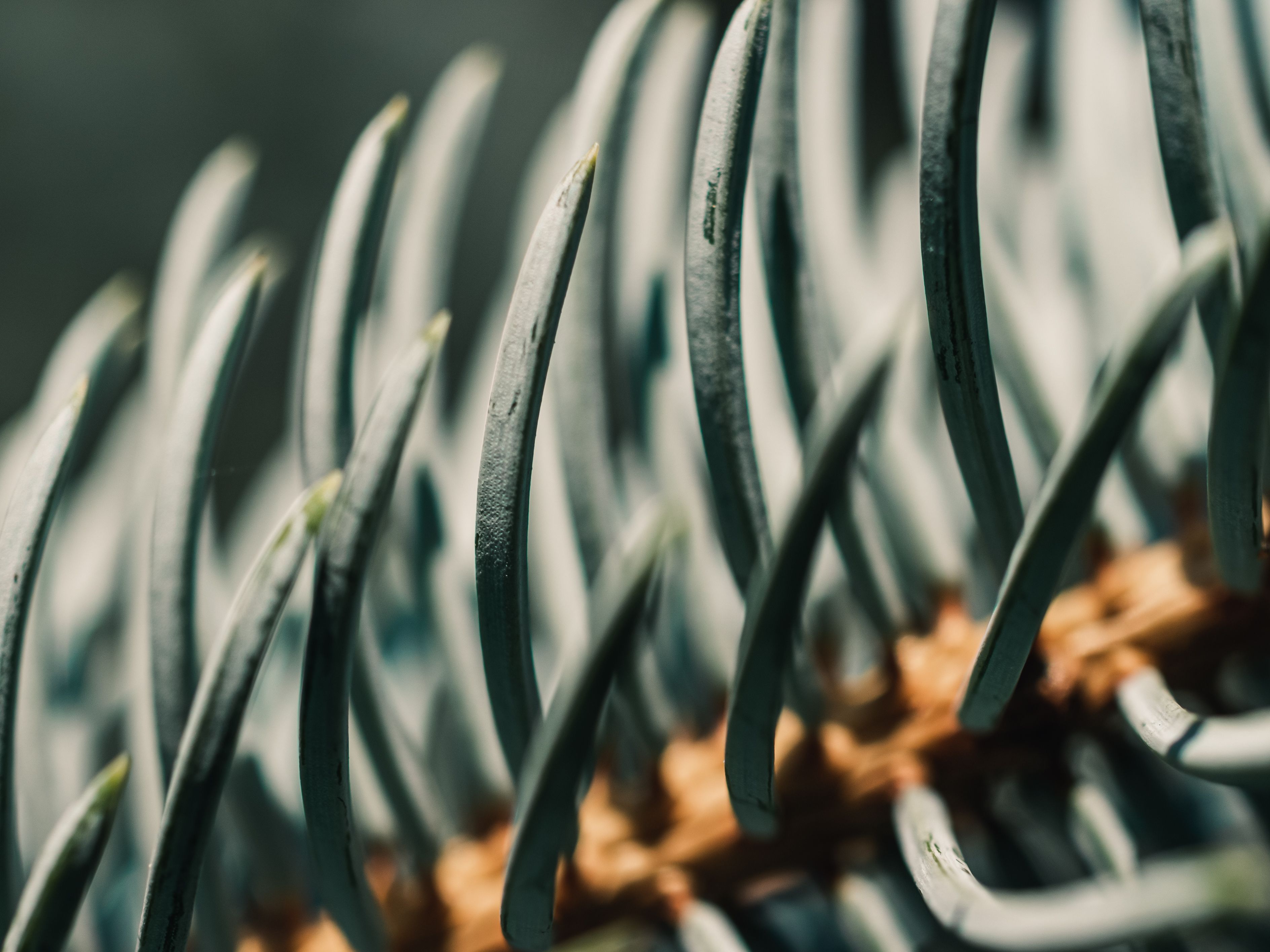 Close-up of Evergreen Pine Needles in Focus · Free Stock Photo