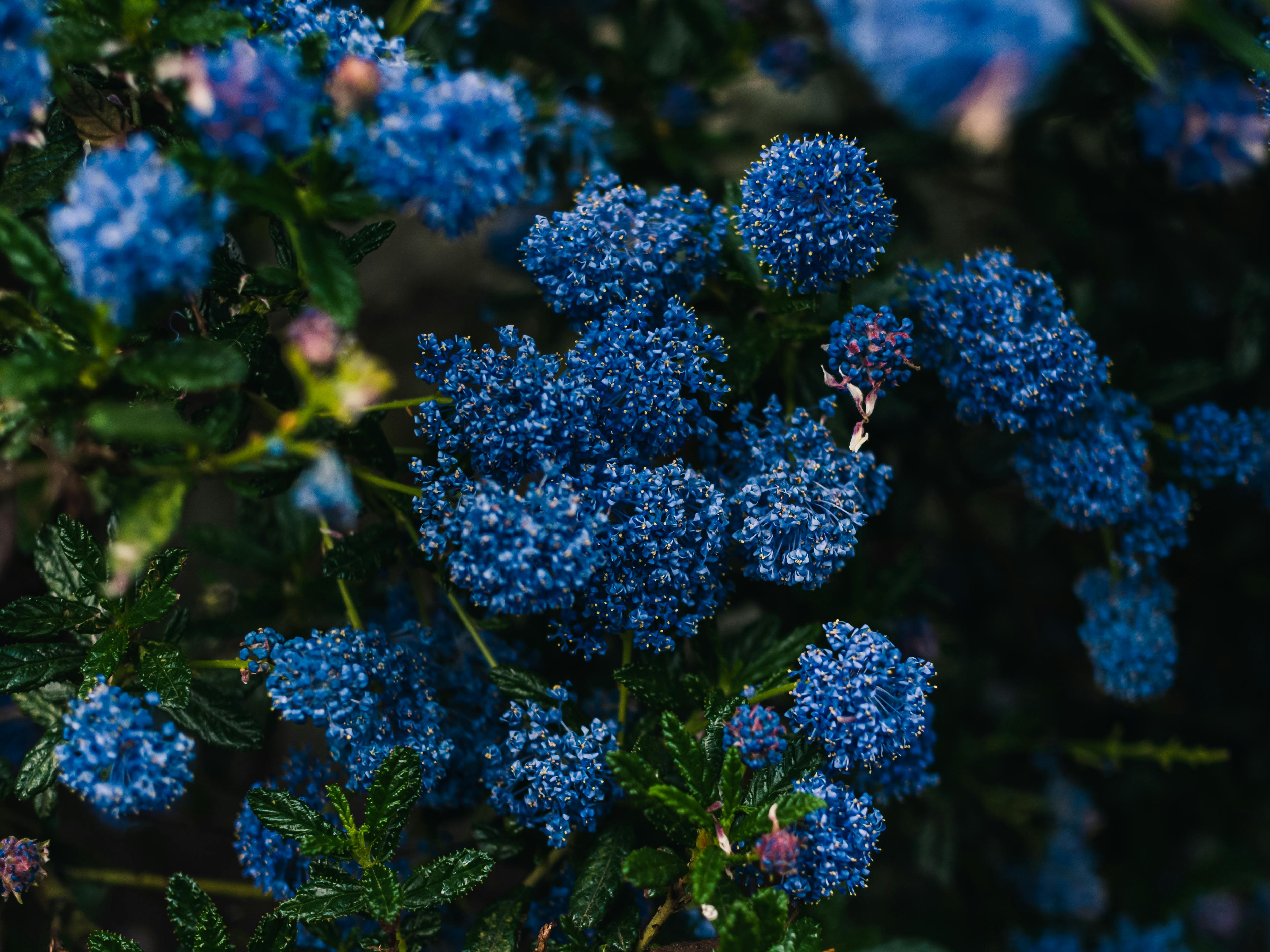 Vibrant Blue Ceanothus Flowers in Full Bloom · Free Stock Photo