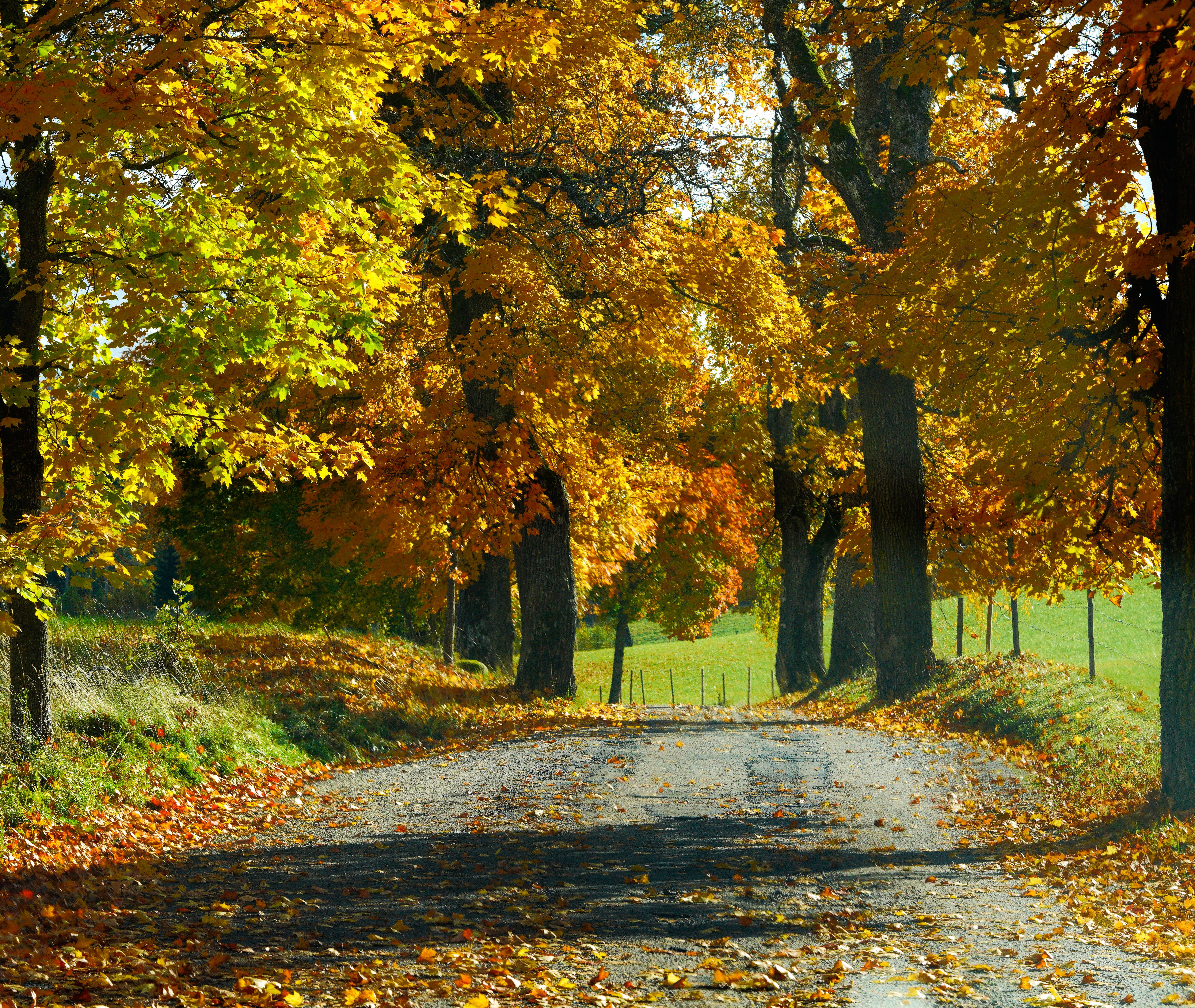 Enchanting Autumn Road Through Colorful Foliage · Free Stock Photo