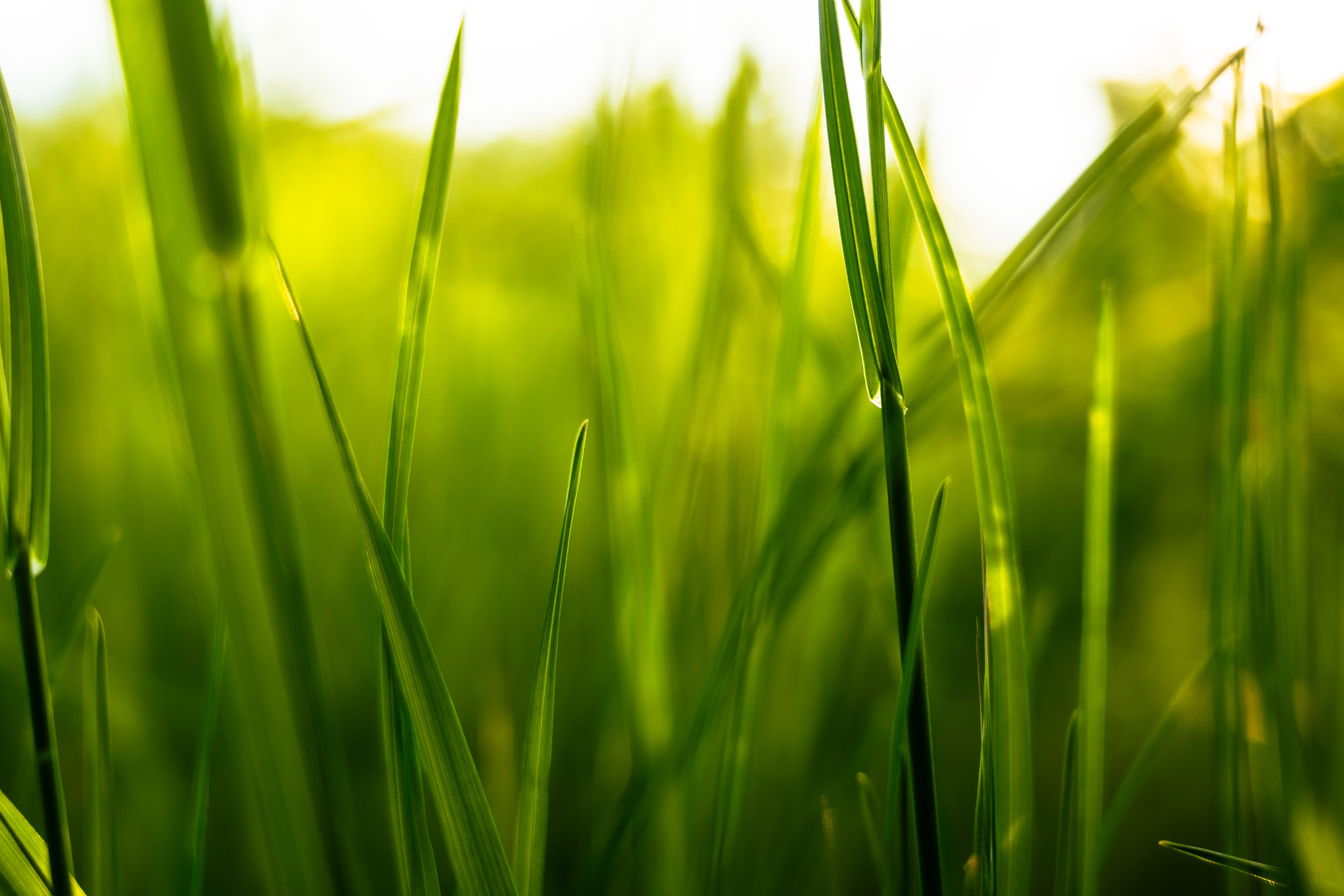 Selective Focus Photography of Green Grass · Free Stock Photo