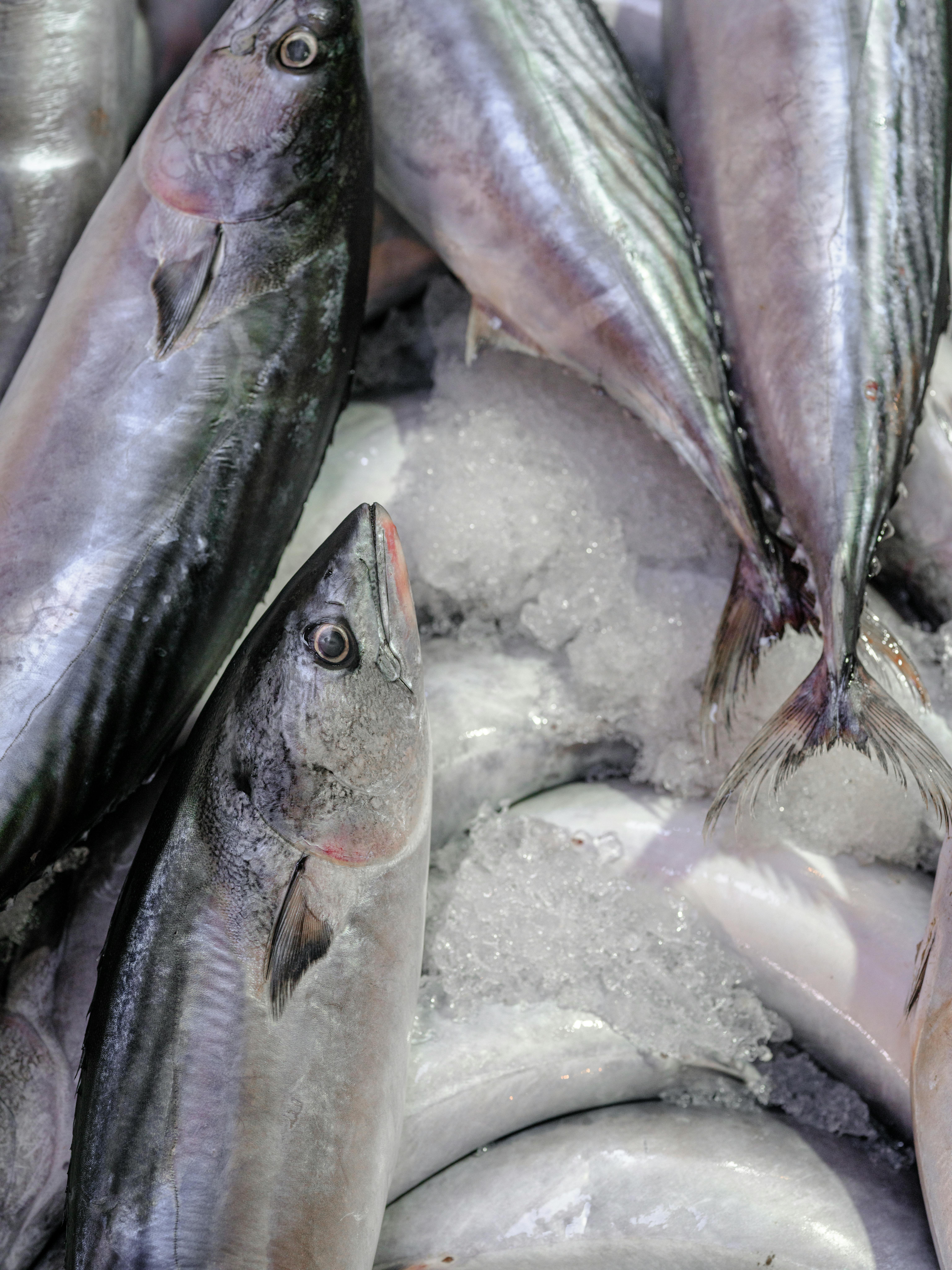 Fish Macro Photos, Download The BEST Free Fish Macro Stock Photos & HD ...