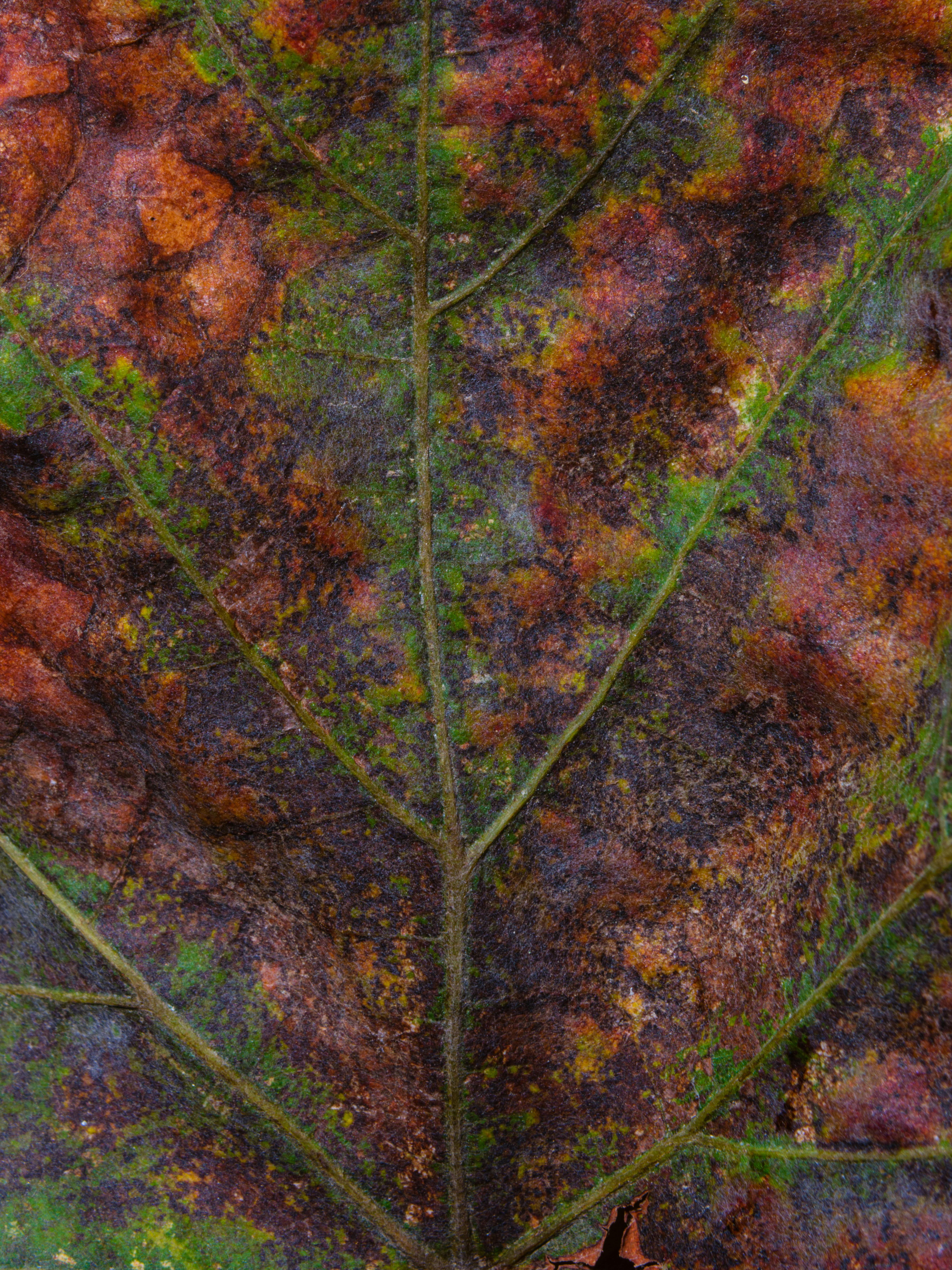 Mottled Colors Photos, Download The BEST Free Mottled Colors Stock ...