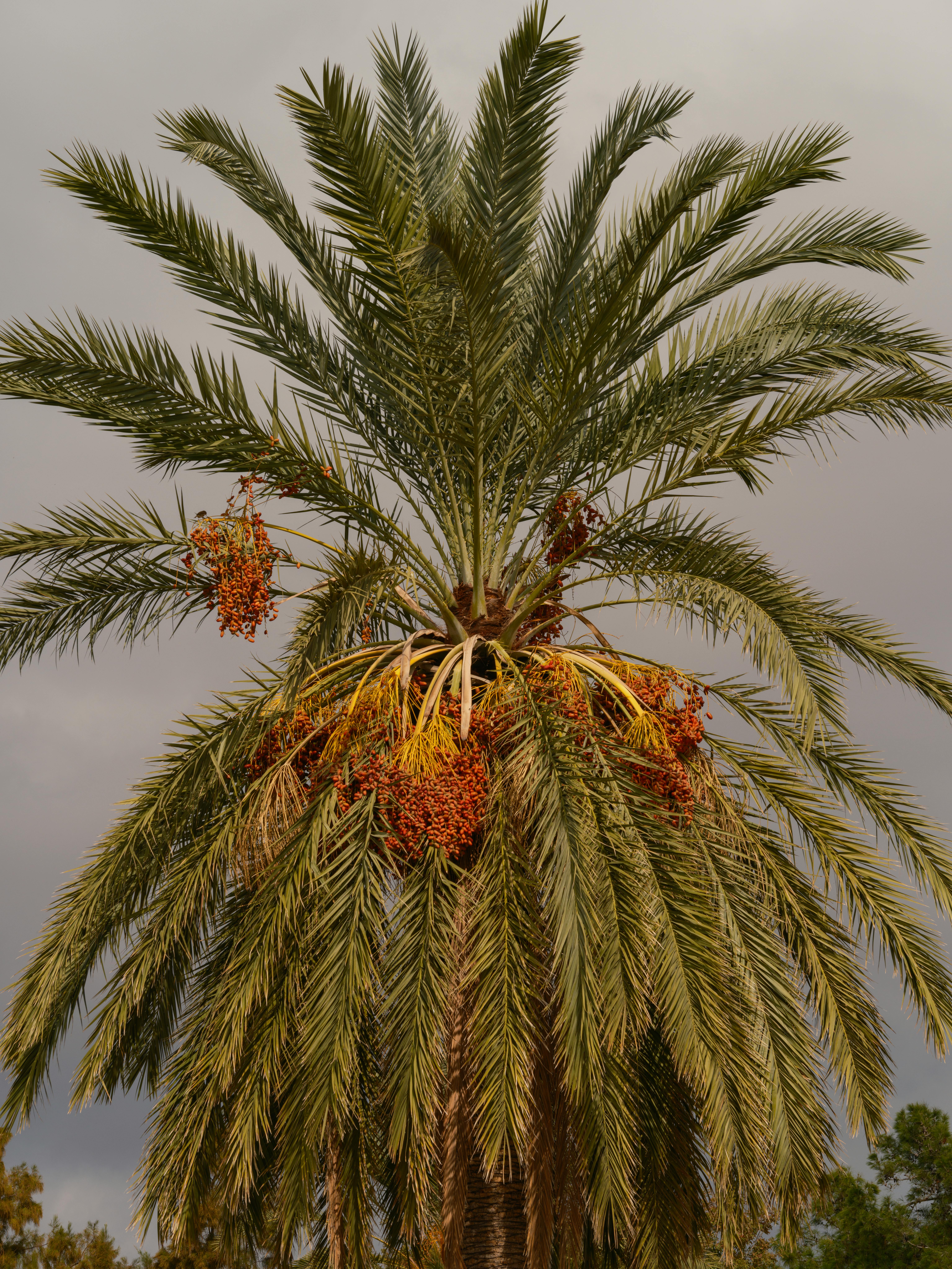 Majestic Palm Tree with Ripe Dates · Free Stock Photo