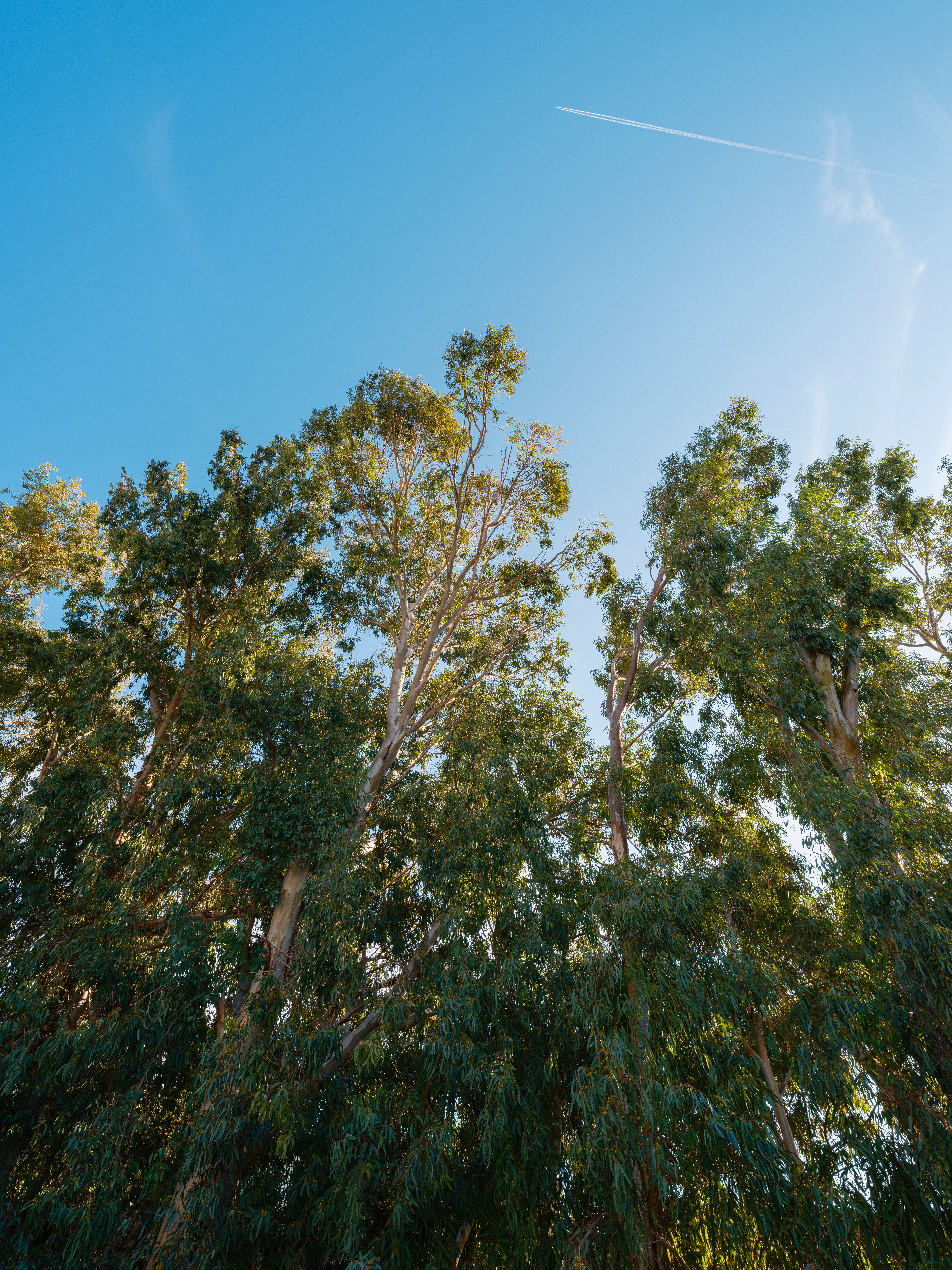 Perspective Landscape Background Photos, Download The BEST Free ...