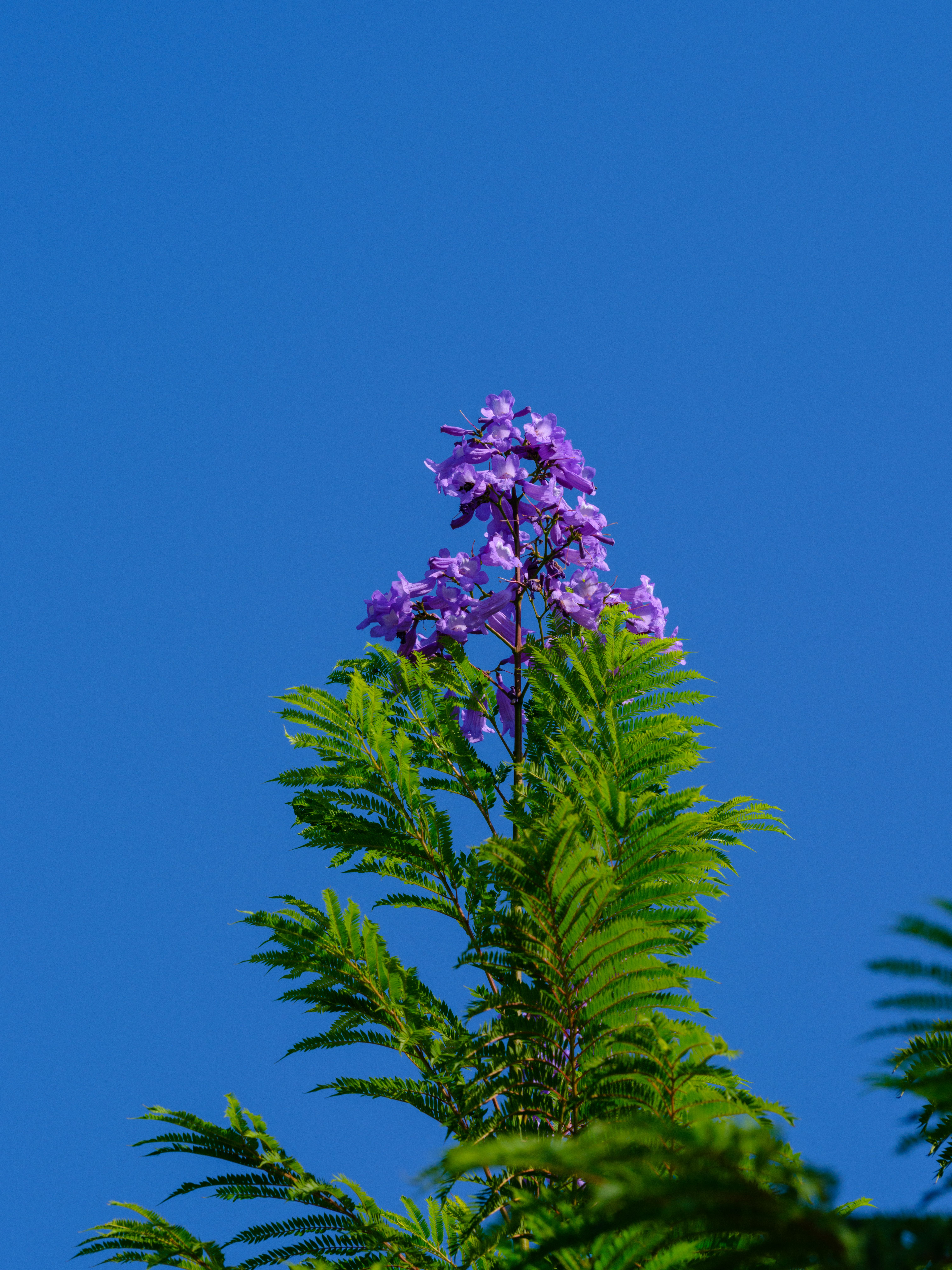 Vibrant Purple Jacaranda Flowers Against Blue Sky · Free Stock Photo