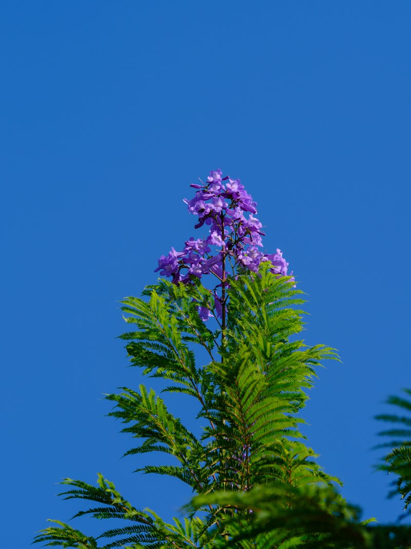 Purple Nature Photos, Download The BEST Free Purple Nature Stock Photos ...