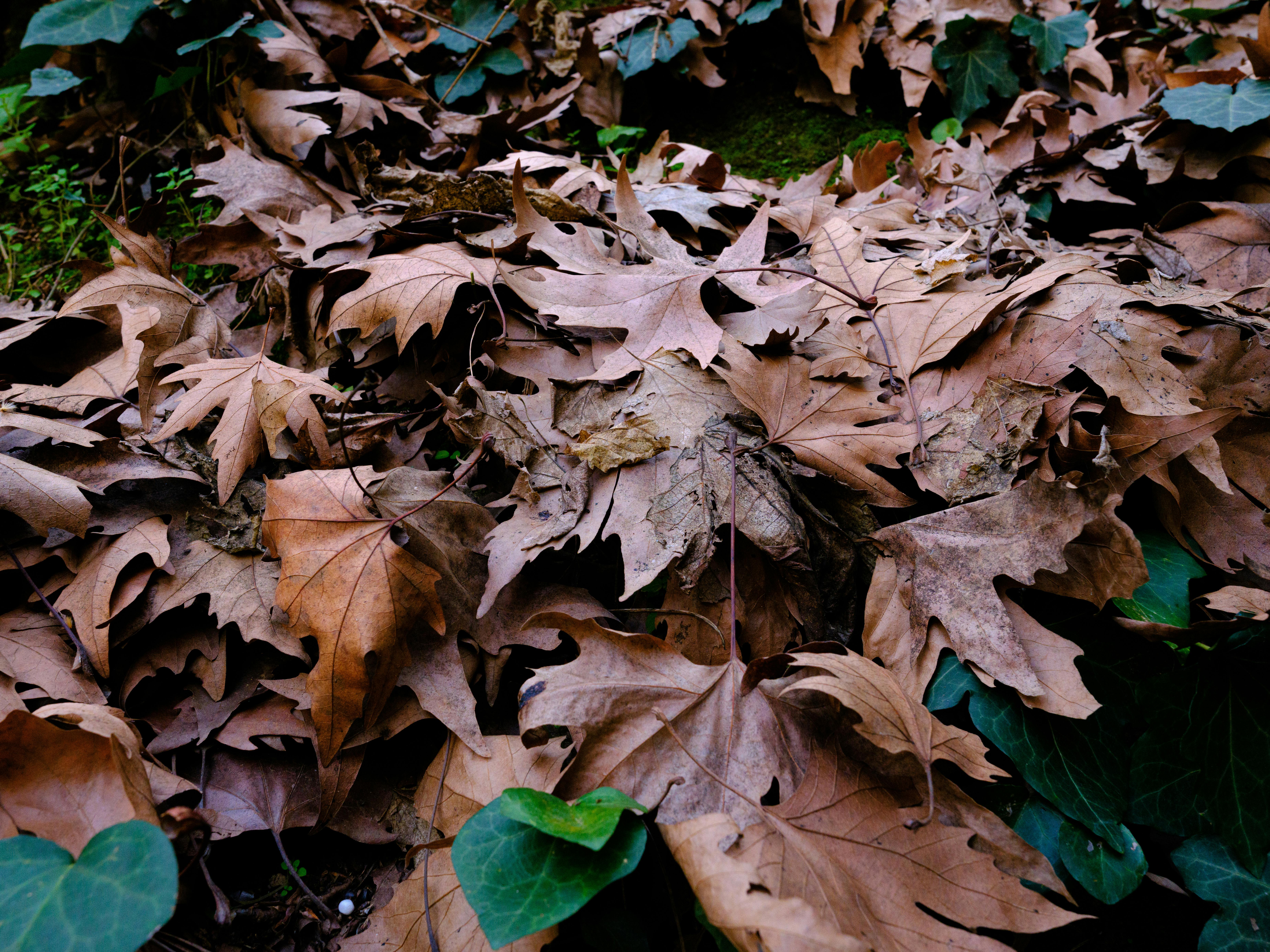 Withered Leaves on Ground · Free Stock Photo