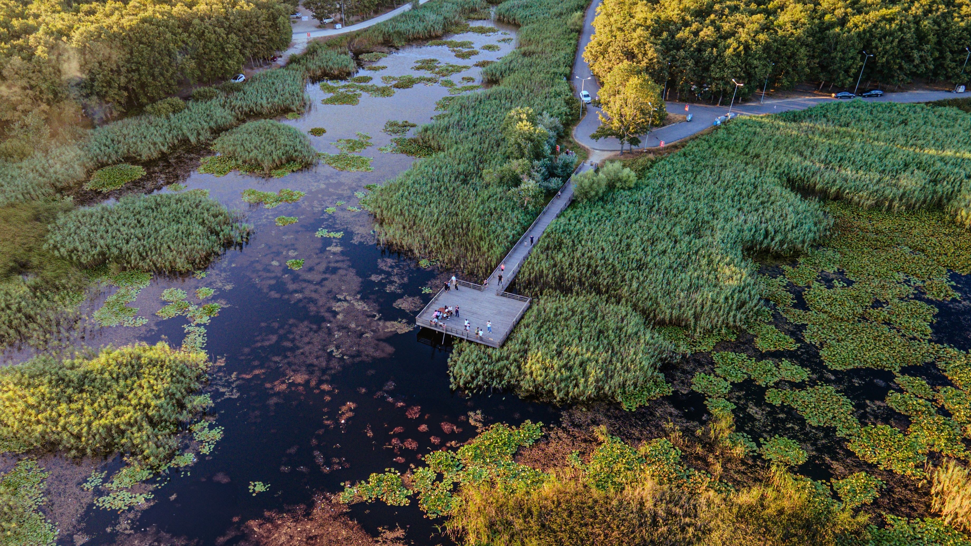 Aerial View of Lush Wetland at Sunset · Free Stock Photo