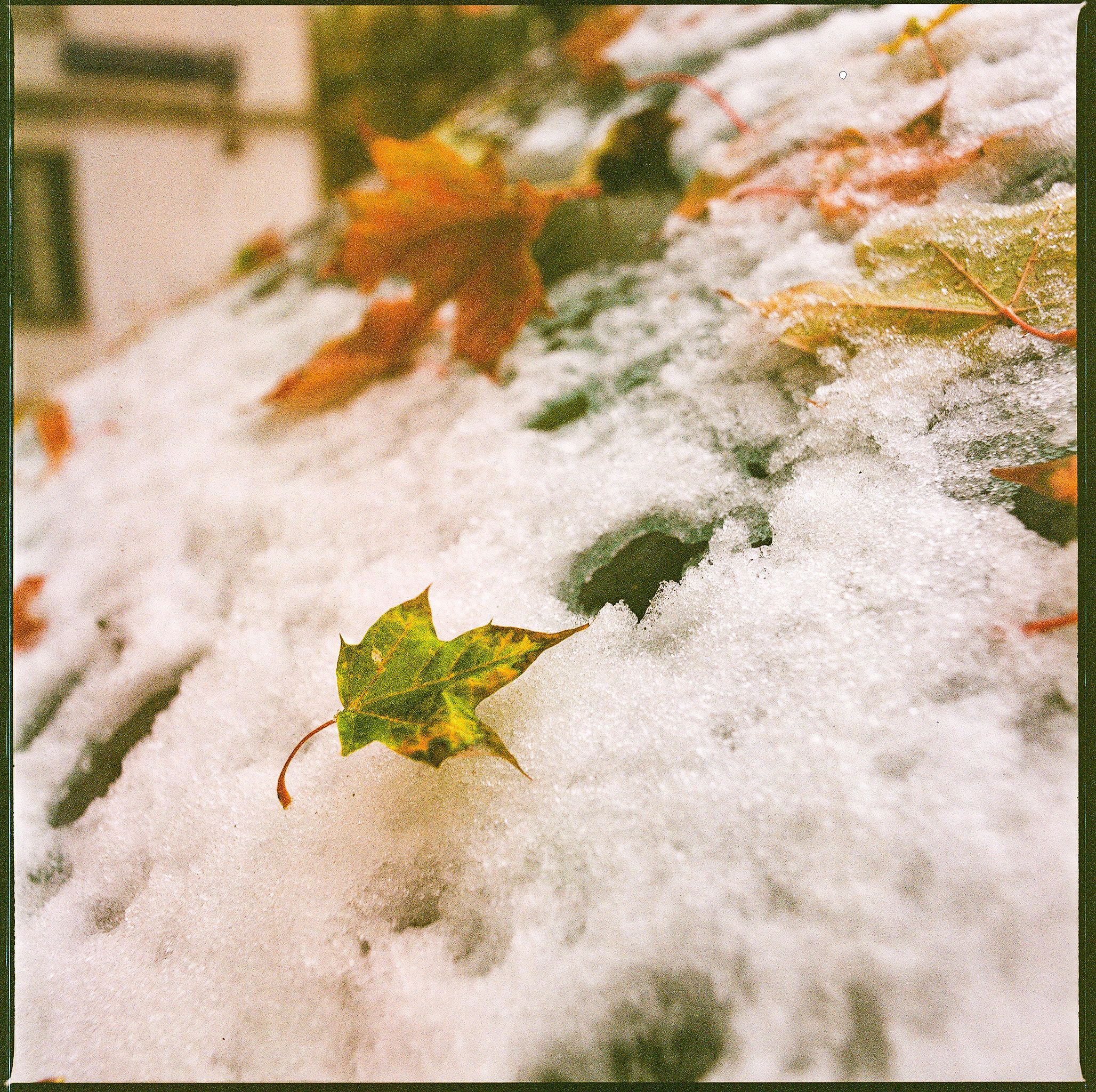 Colorful Autumn Leaves on Fresh Snow · Free Stock Photo