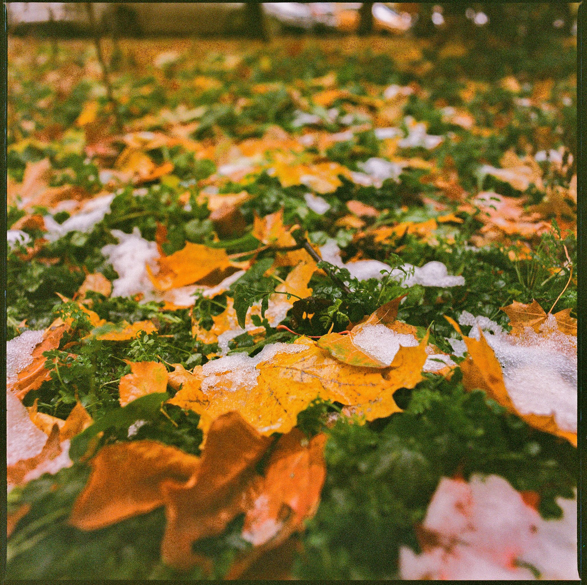 Autumn Leaves with Early Snowfall in Park · Free Stock Photo