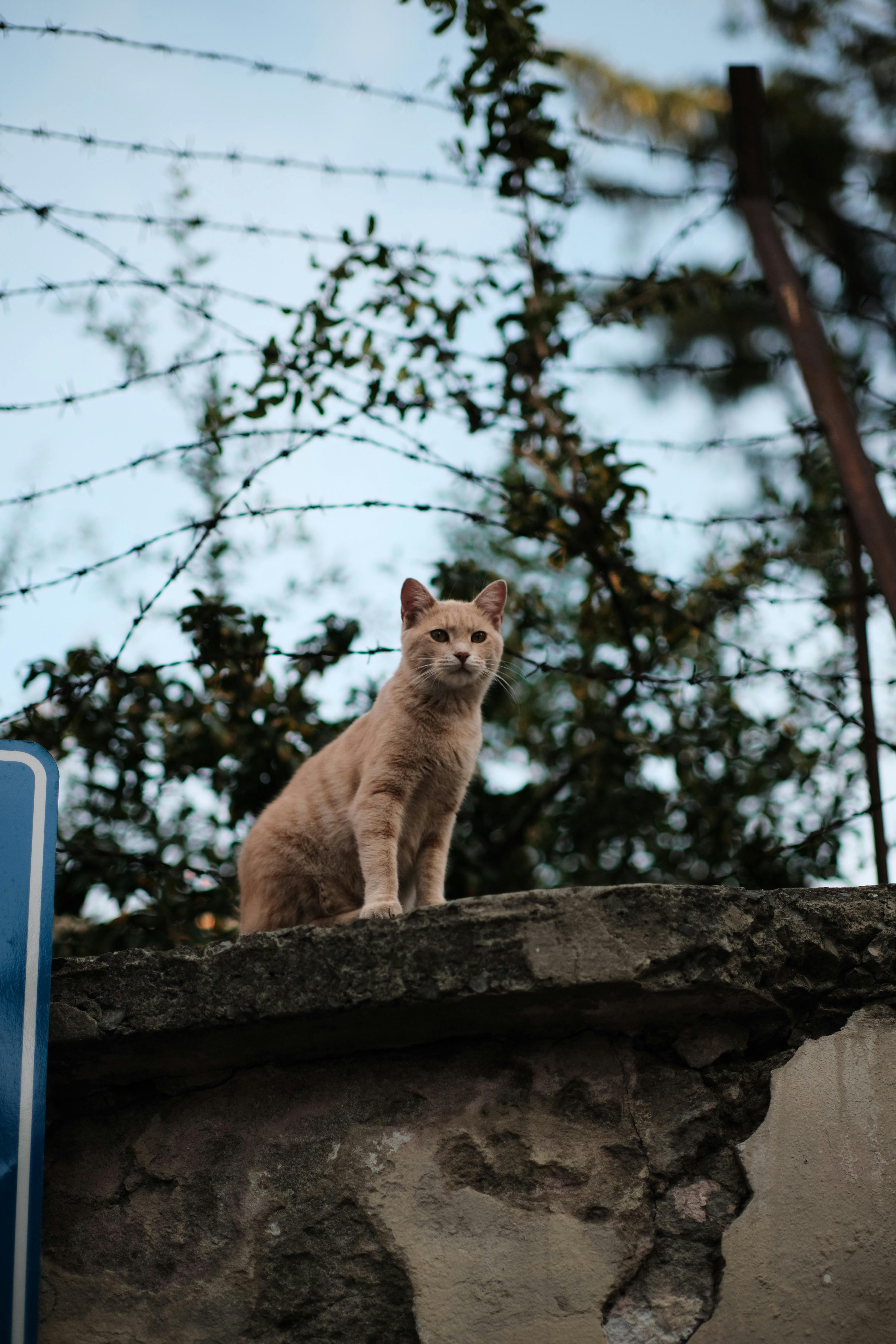 Nieuwsgierige Kat Poseert Op Oude Stenen Muur Buiten · Gratis stockfoto