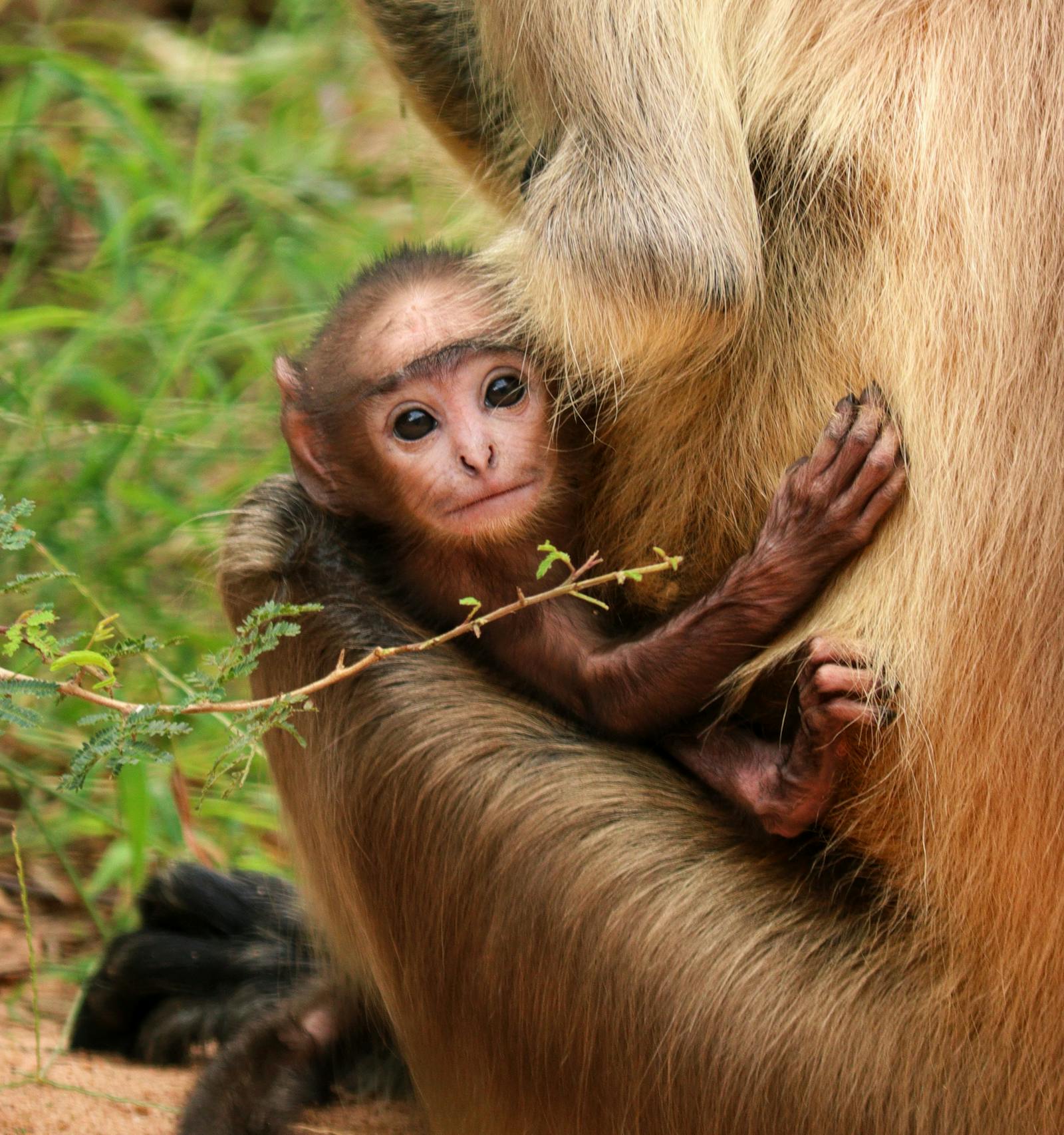 Child Hanuman Photos, Download The BEST Free Child Hanuman Stock Photos ...