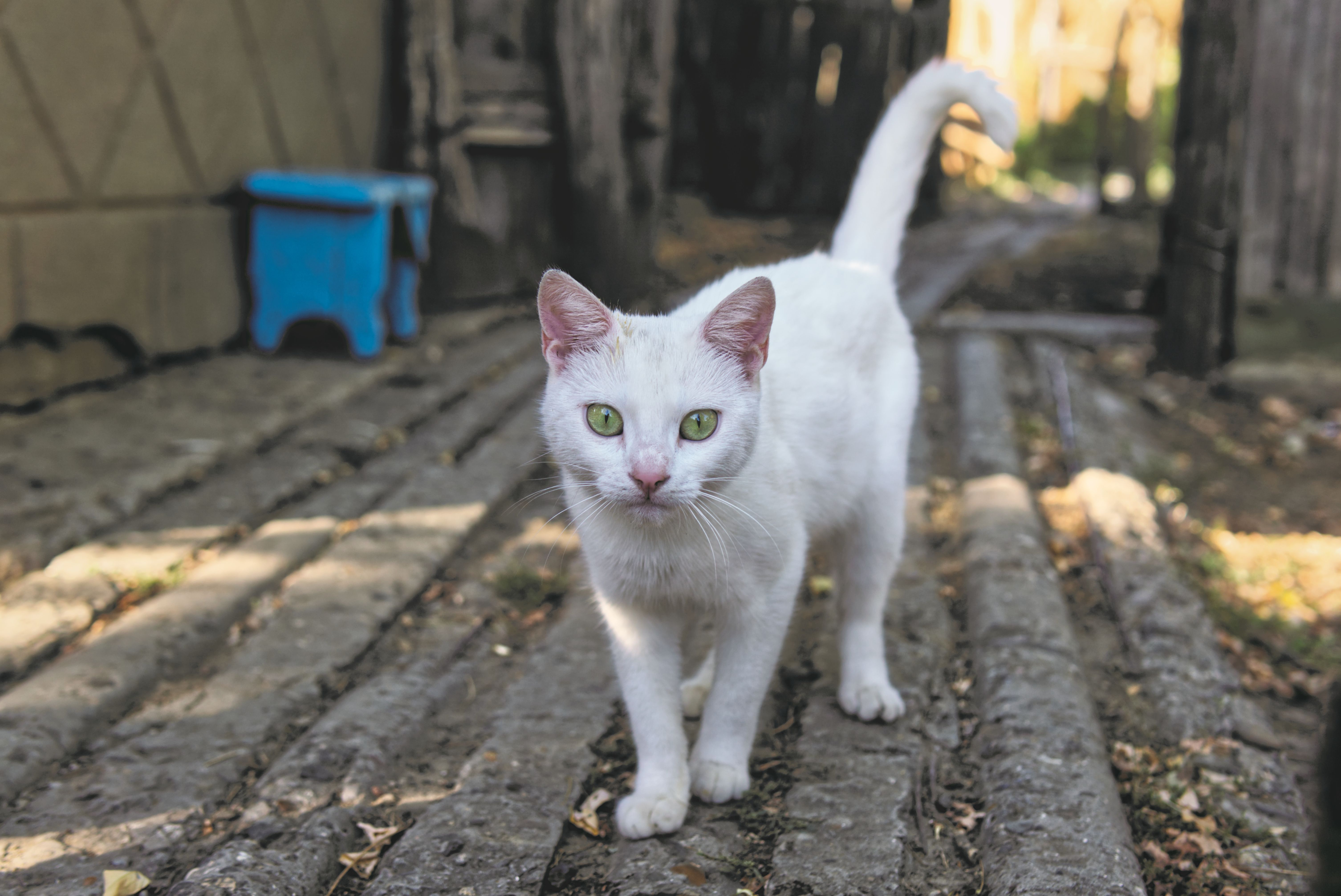 Selective Focus Photo of a White Domestic Cat Looking at the Camera ...