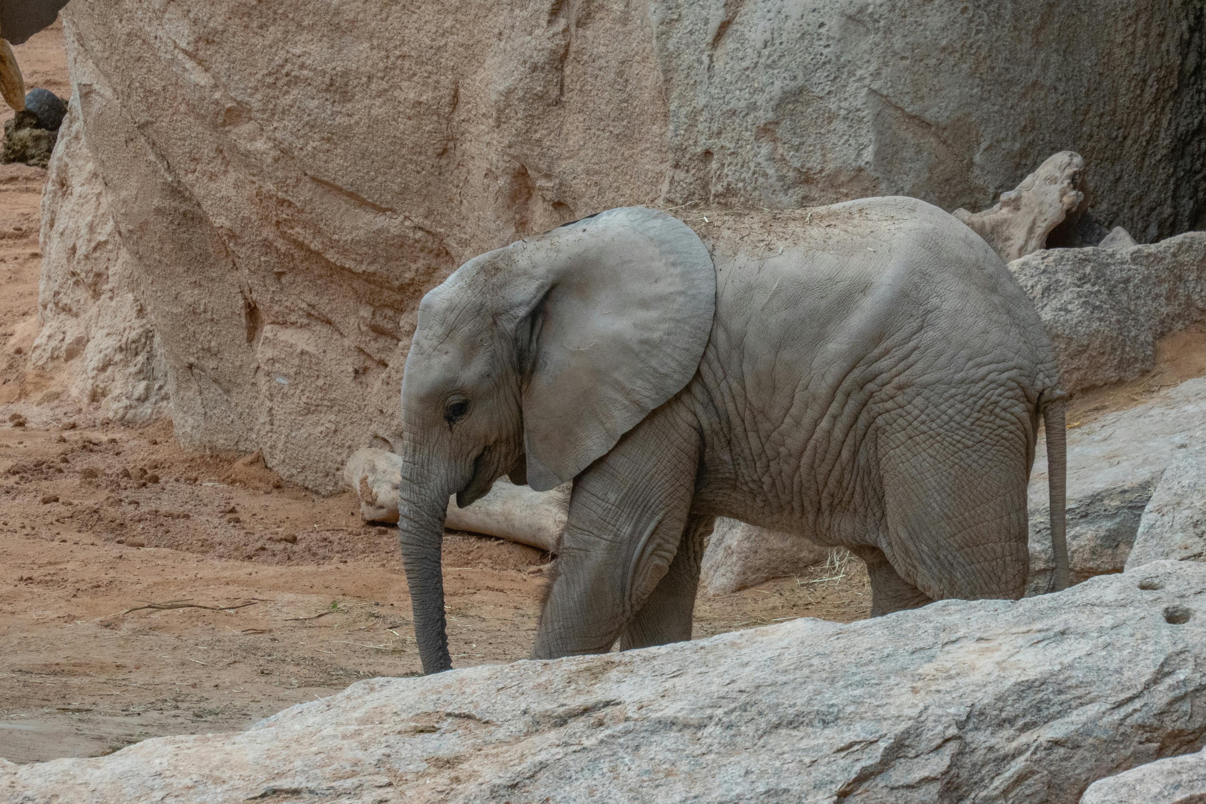 A Lost Elephant Photos, Download The BEST Free A Lost Elephant Stock ...