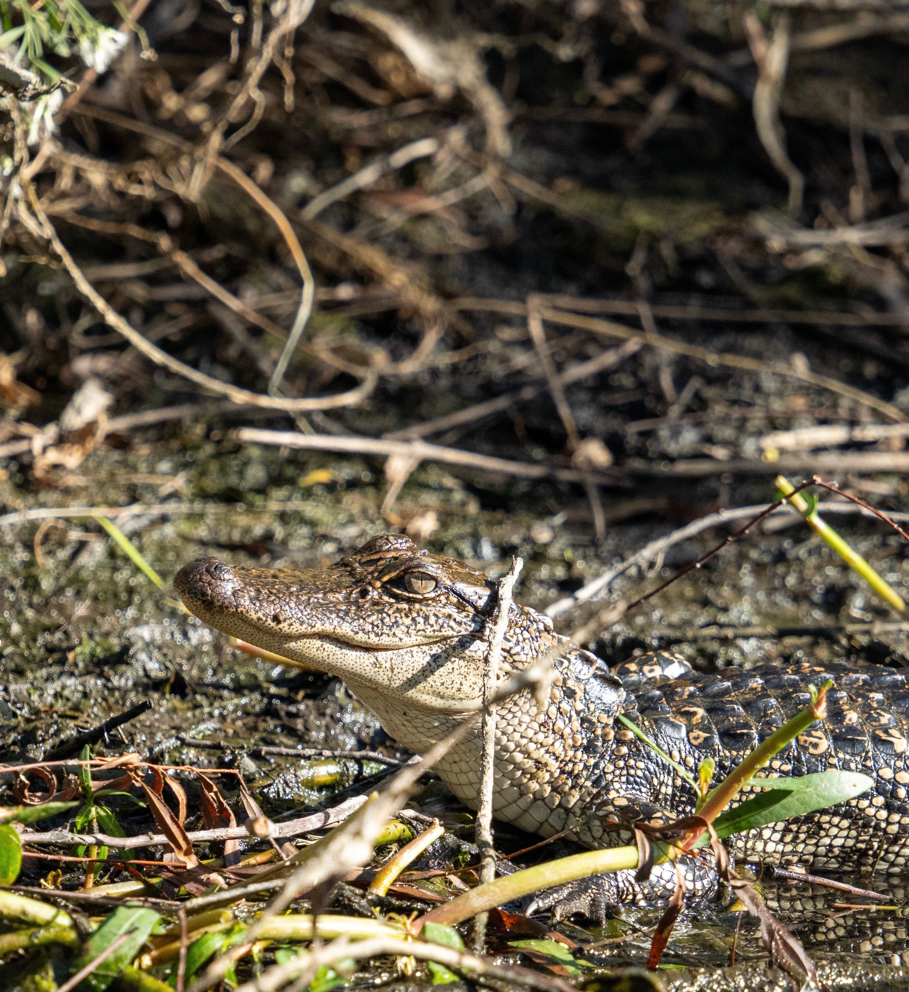 Caimán Americano En El Hábitat De Los Humedales De Anahuac · Foto de ...