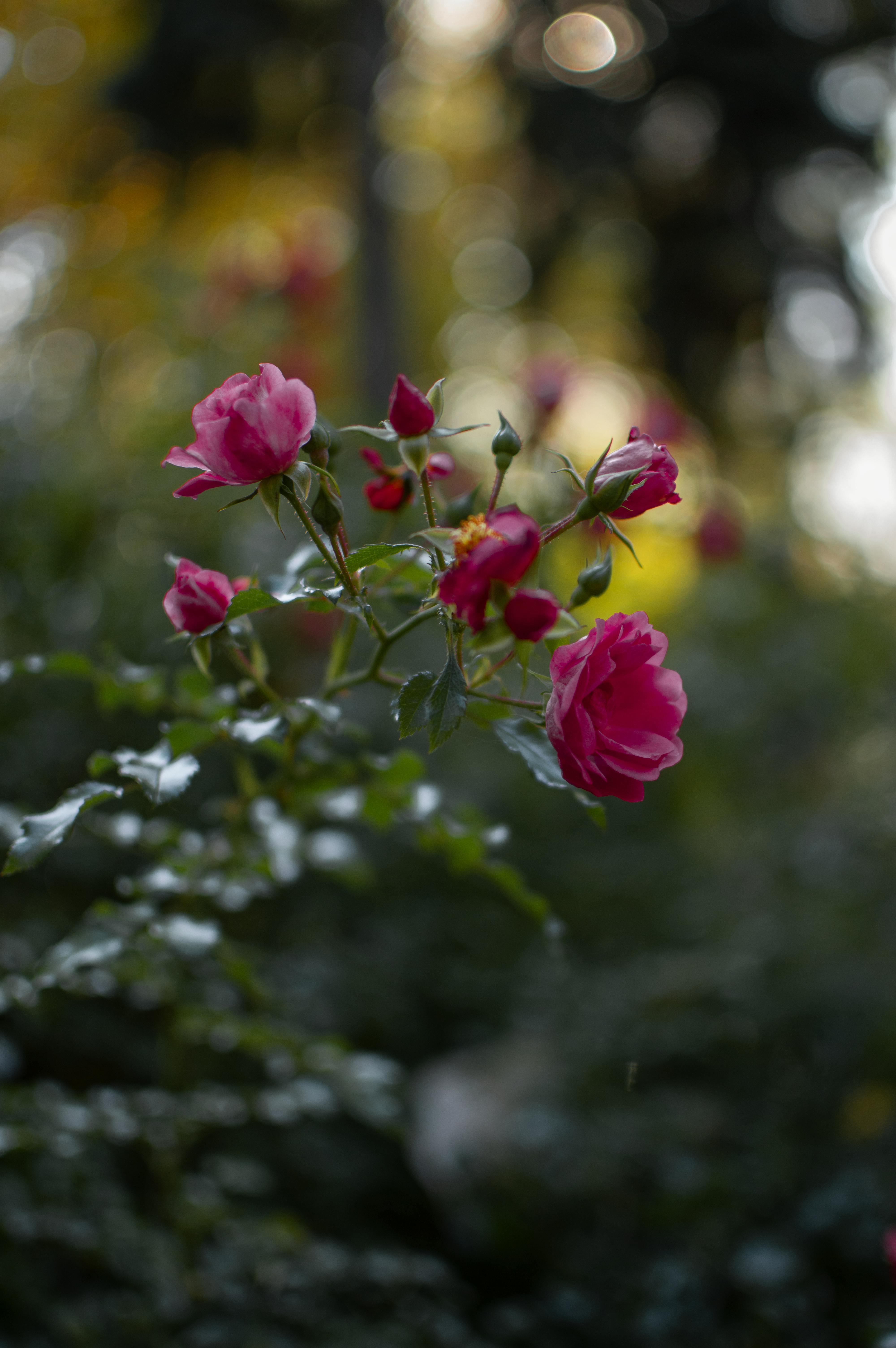 Vibrant Pink Roses with Bokeh Background · Free Stock Photo