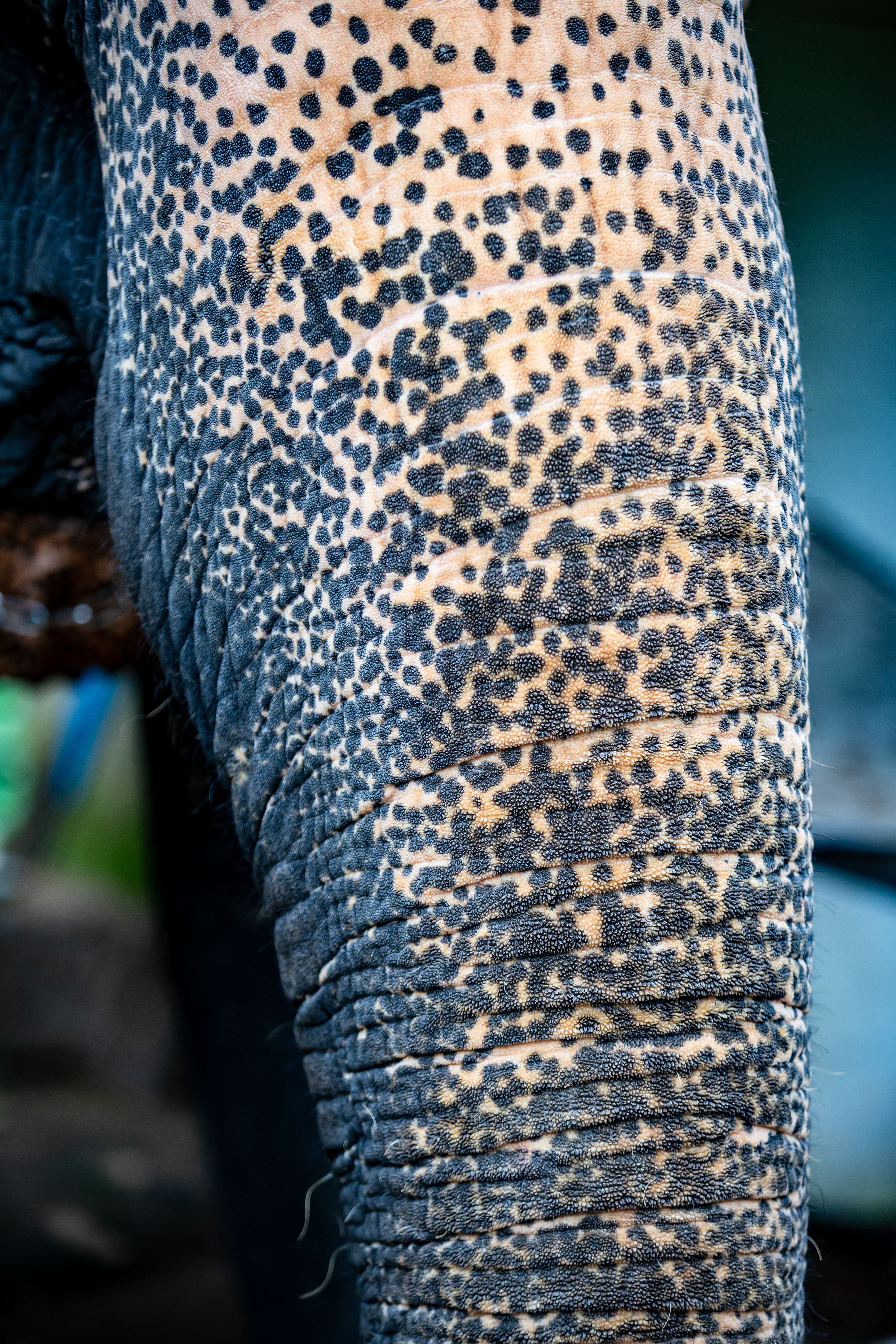 Close-Up of an Elephant's Trunk with Unique Patterns · Free Stock Photo