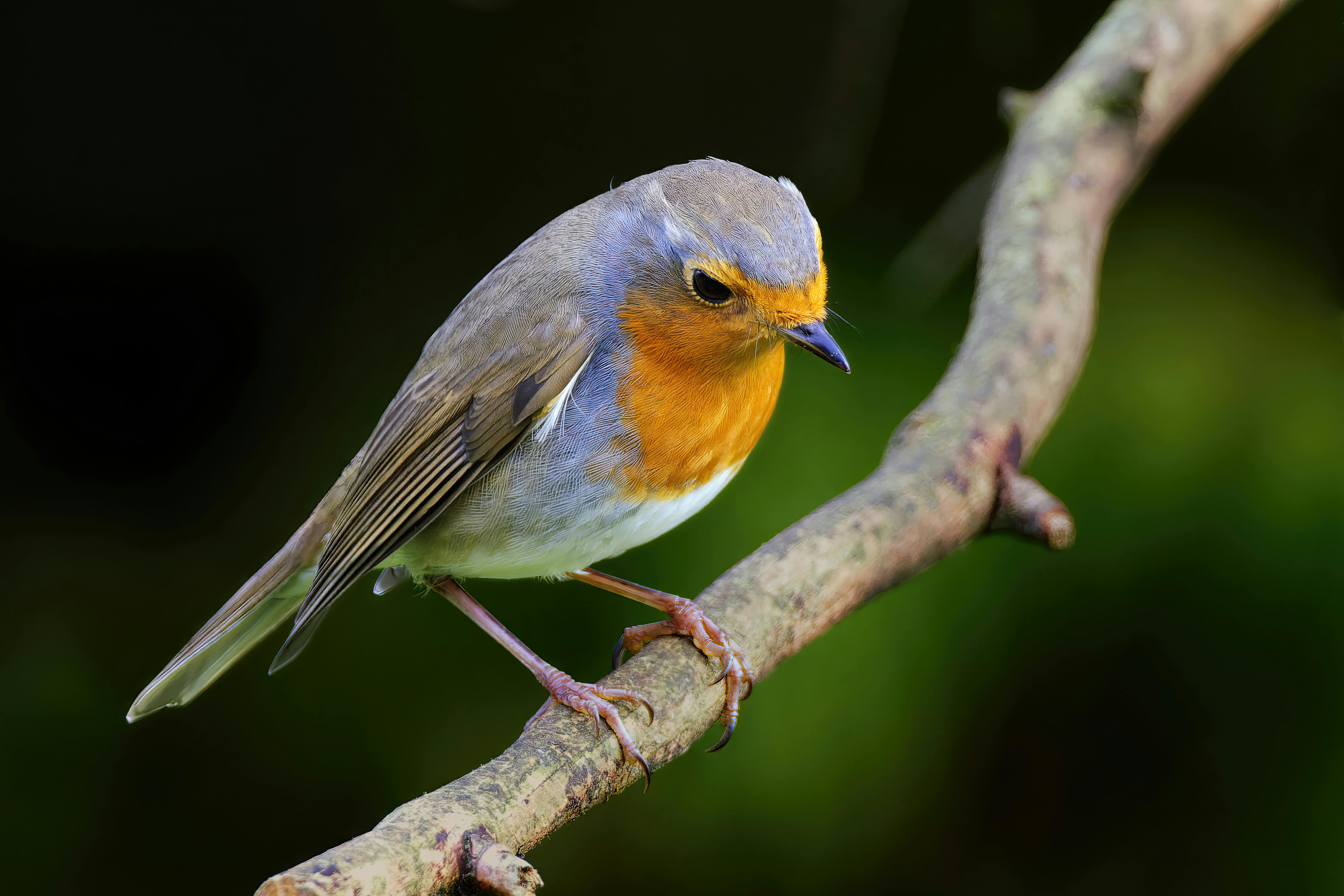 60.000+ melhores imagens de Pássaros Robin · Download 100% grátis · Fotos profissionais do Pexels