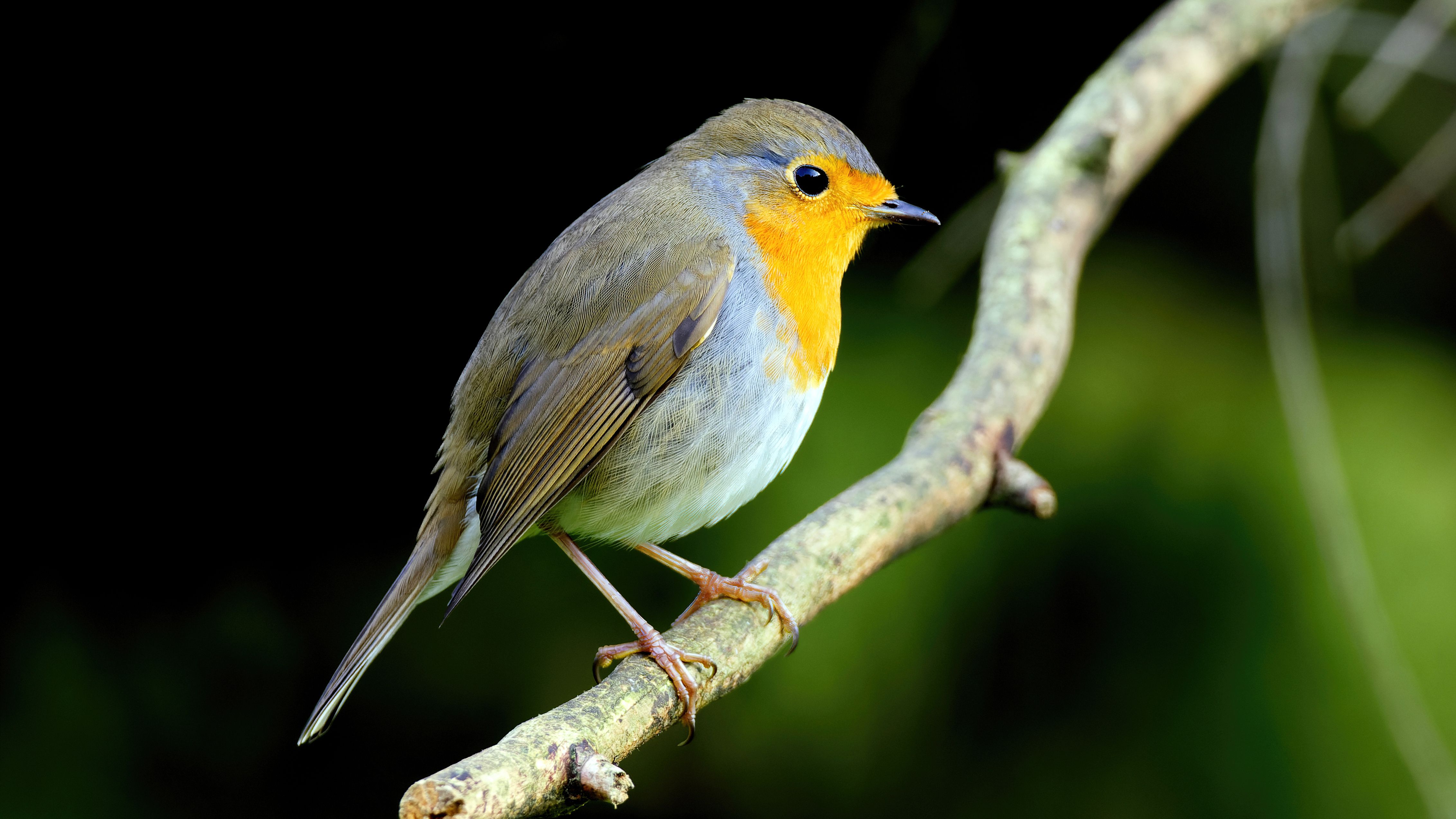 Murai Robin Photos, Download The BEST Free Murai Robin Stock Photos ...