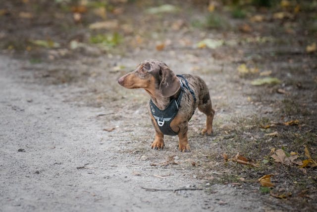 Discovering the Dapple Doxiepoo: A Comprehensive Breed Guide