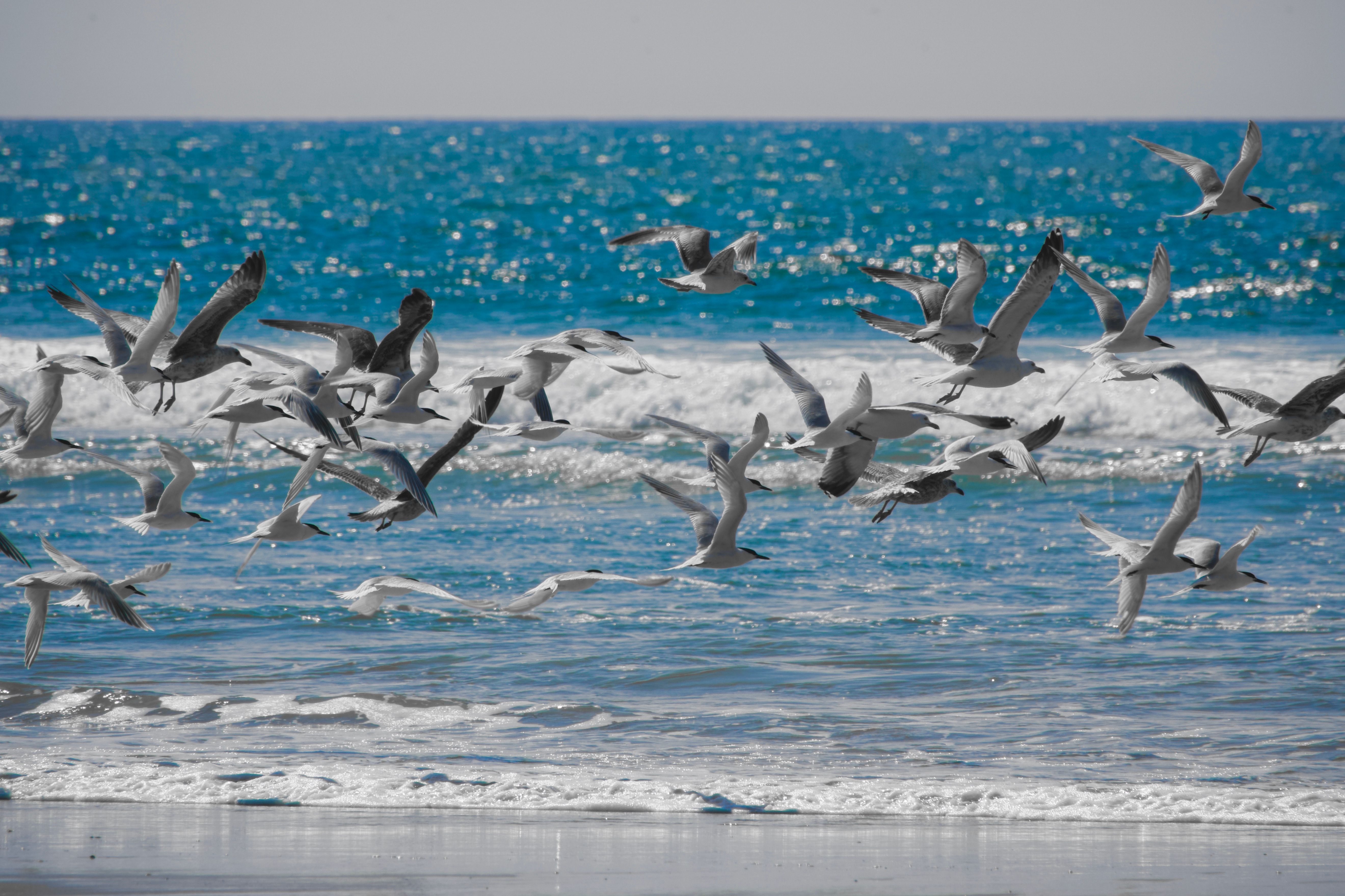 Seagulls Flocking Over French Beach Waves · Free Stock Photo
