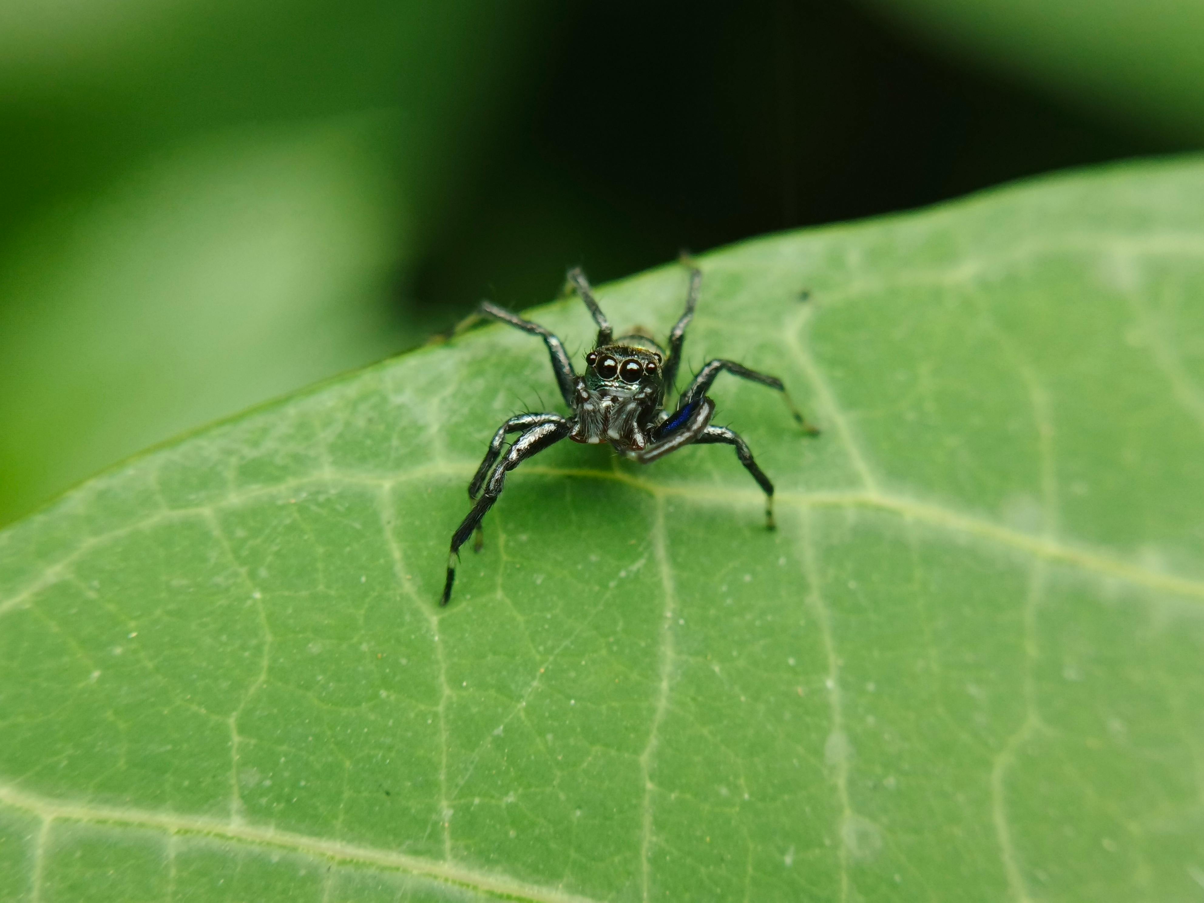 Close-up of Jumping Spider on Green Leaf in West Java · Free Stock Photo