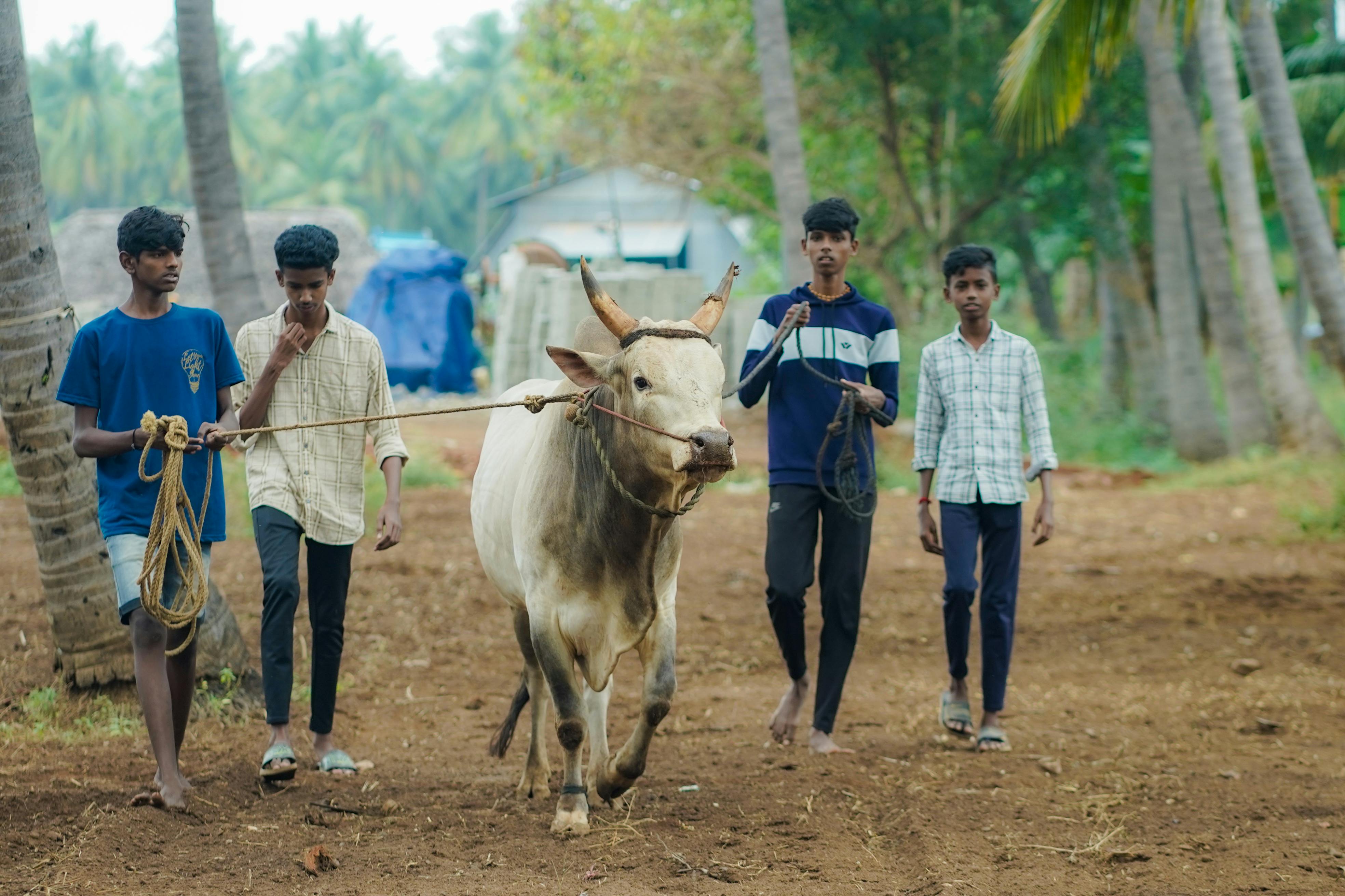 Traditional Bull Taming in Alanganallur, Tamil Nadu · Free Stock Photo