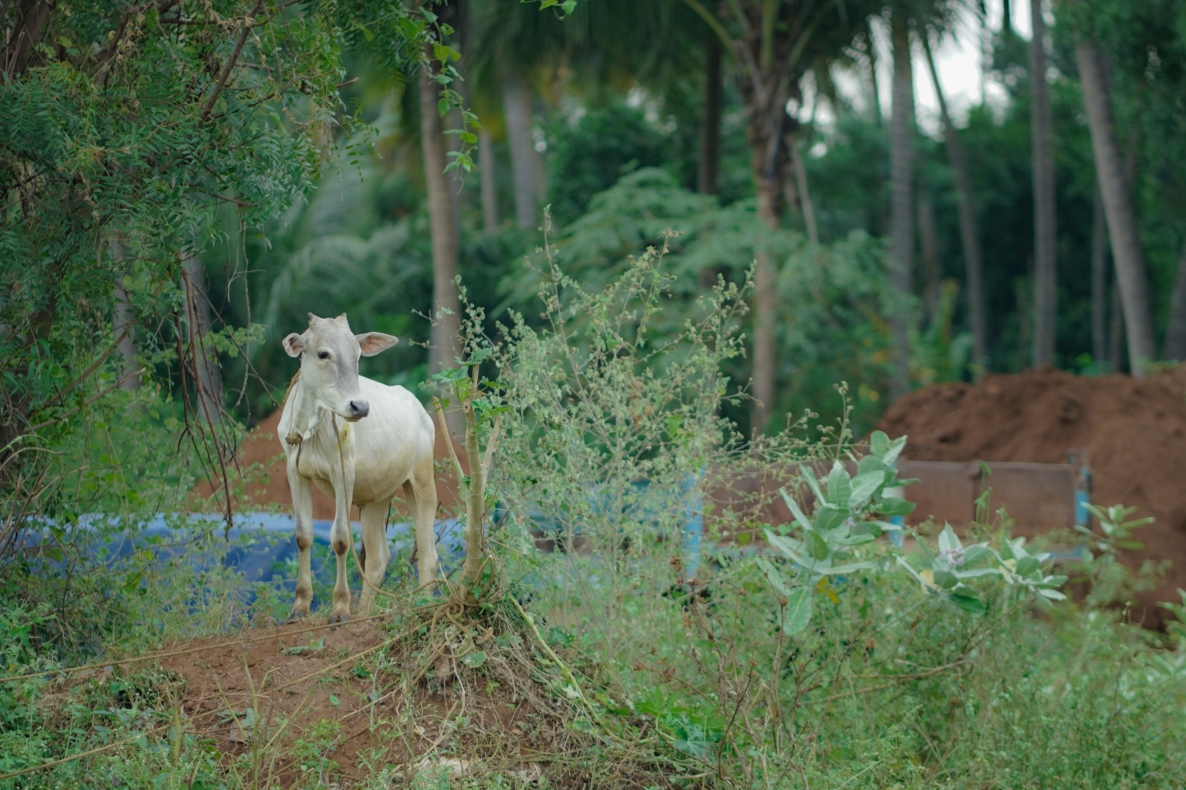 Indian Cow Photos, Download The BEST Free Indian Cow Stock Photos & HD ...