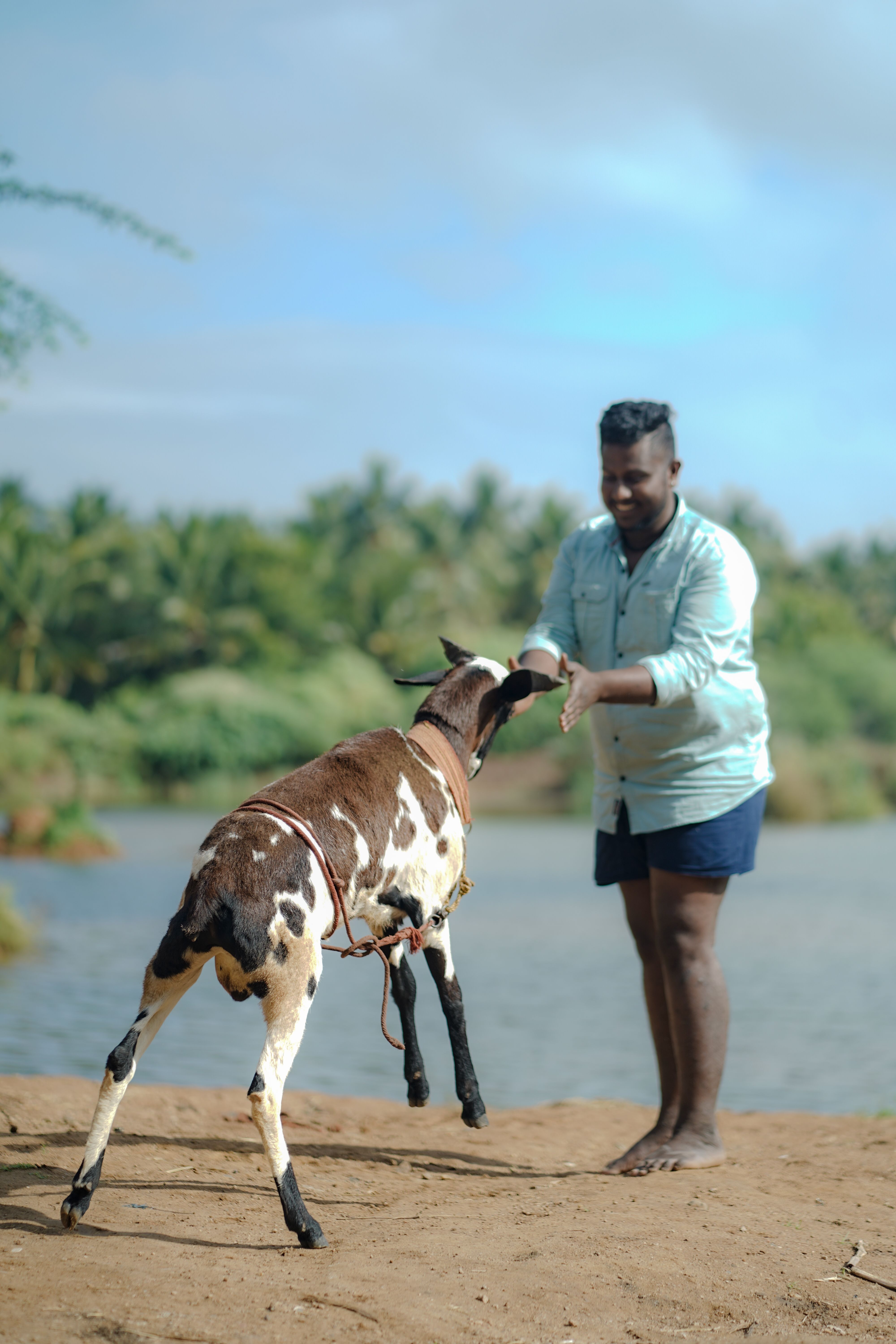 Goat Interaction at Alanganallur Riverbank · Free Stock Photo