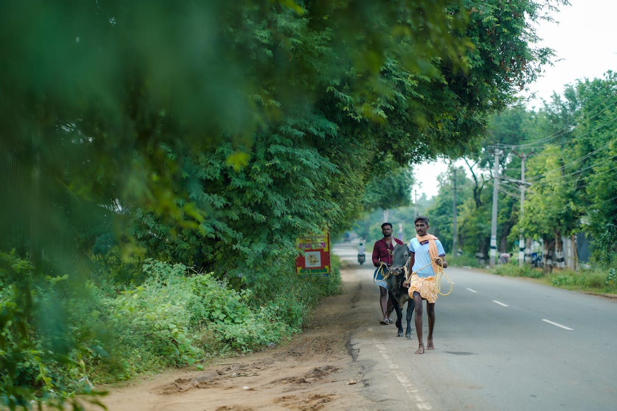 Madurai, Tamil Nadu Photos, Download The BEST Free Madurai, Tamil Nadu ... Madurai, Tamil Nadu Photos, Download The BEST Free Madurai, Tamil Nadu ...