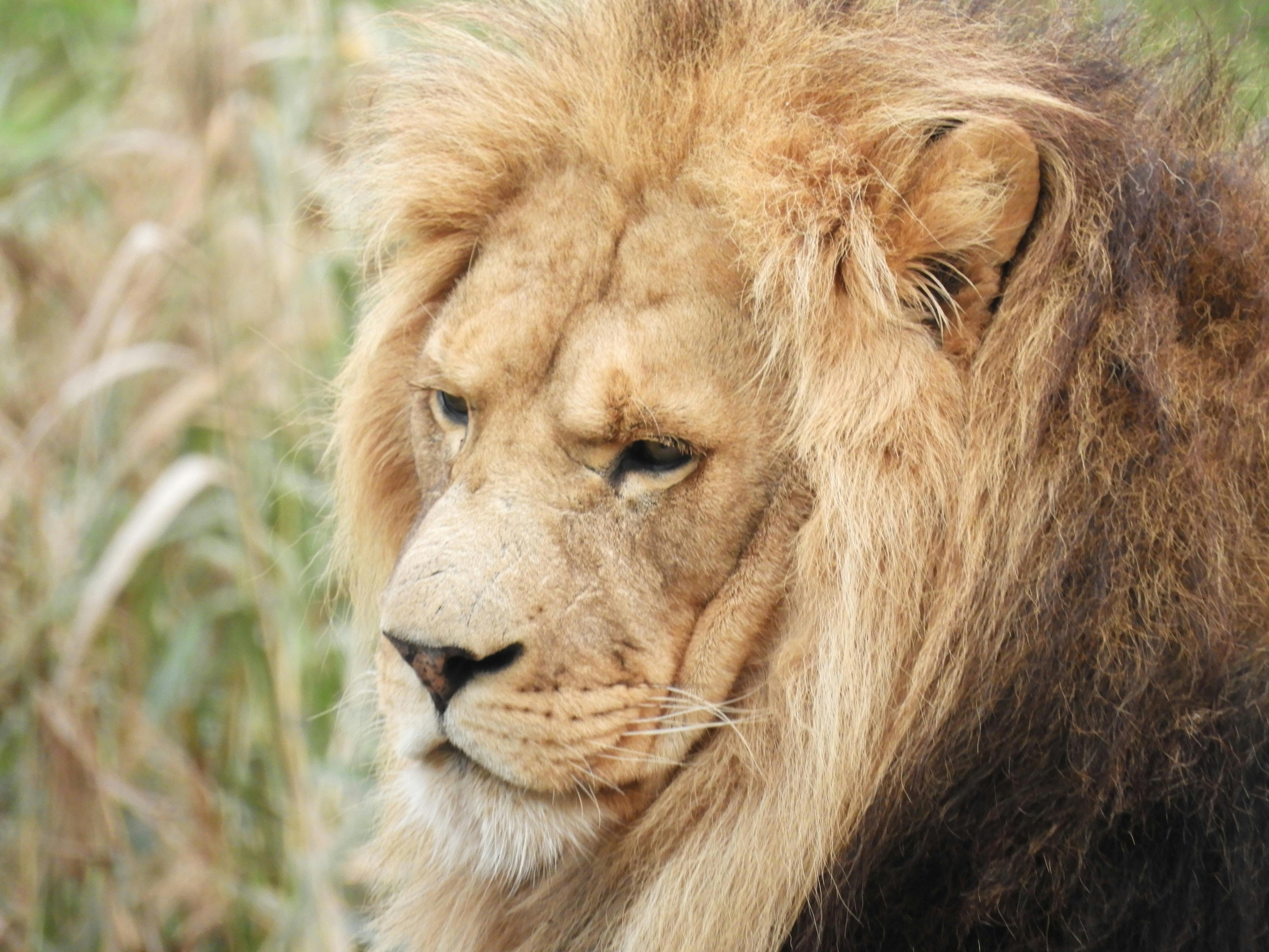 Majestic Male Lion Close-Up in Natural Habitat · Free Stock Photo