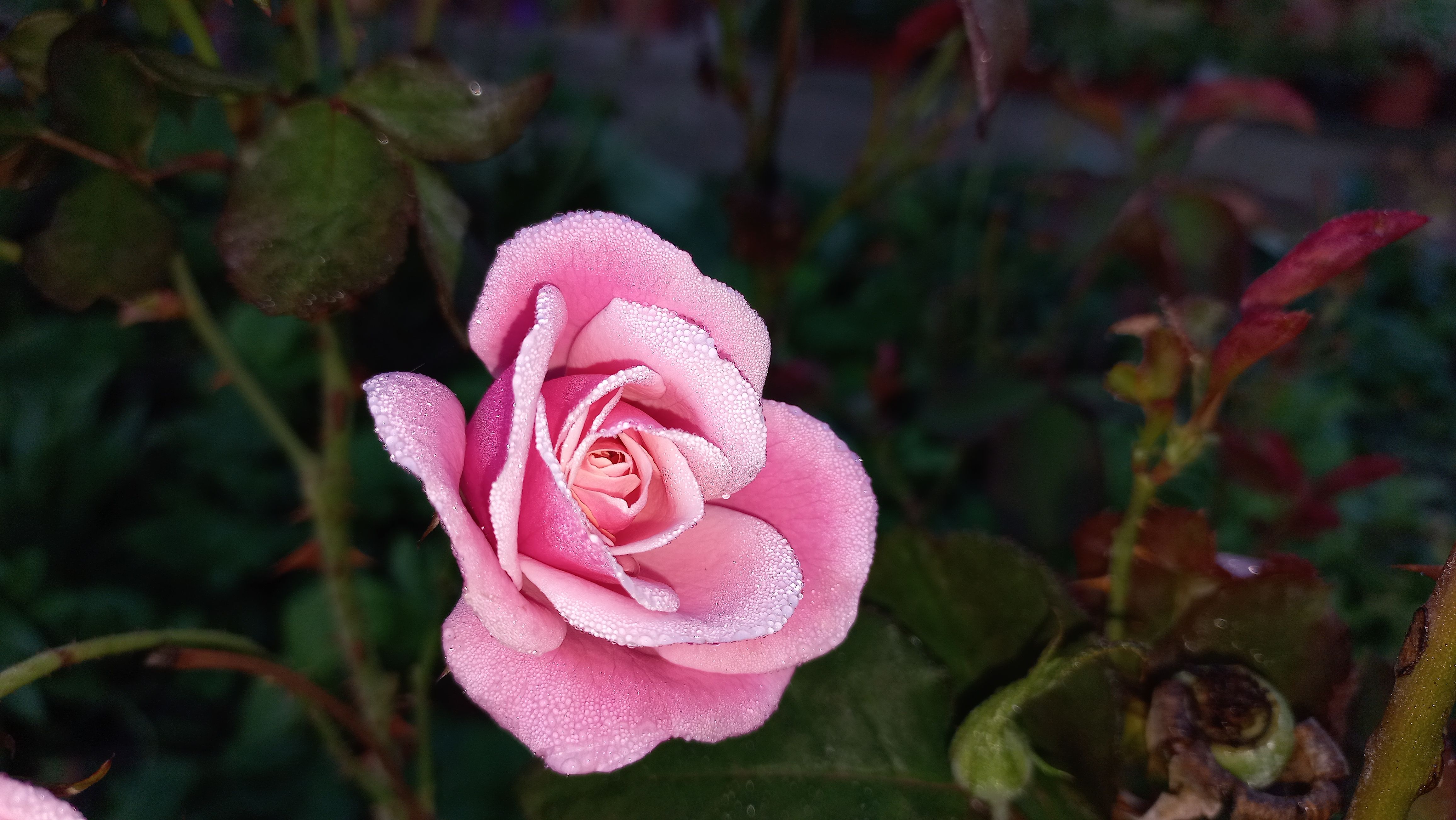 Rosa Rosada Cubierta De Rocío En Un Entorno De Jardín Natural · Foto de ...