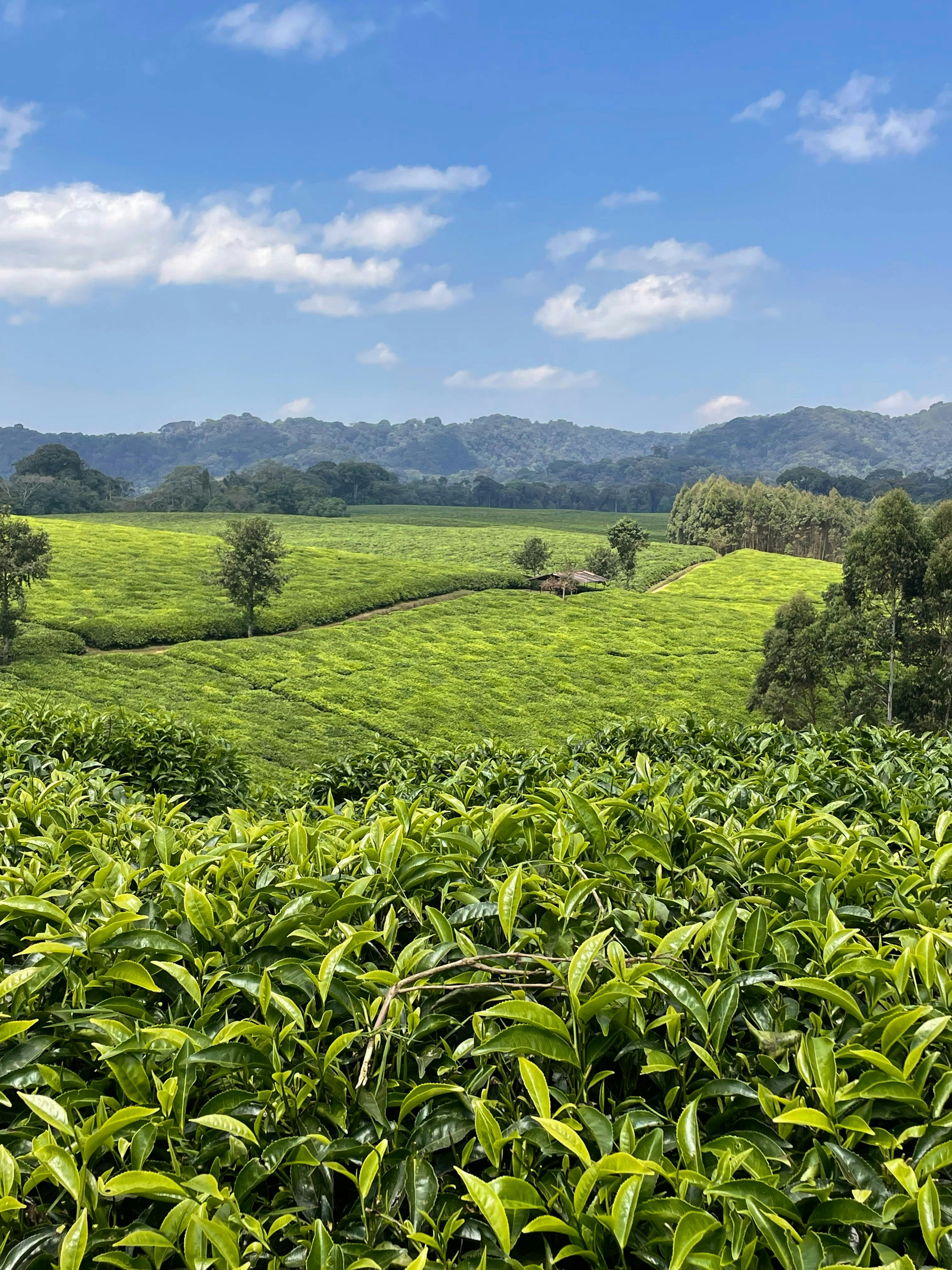 Lush Tea Plantations in Rwanda's Scenic Countryside · Free Stock Photo