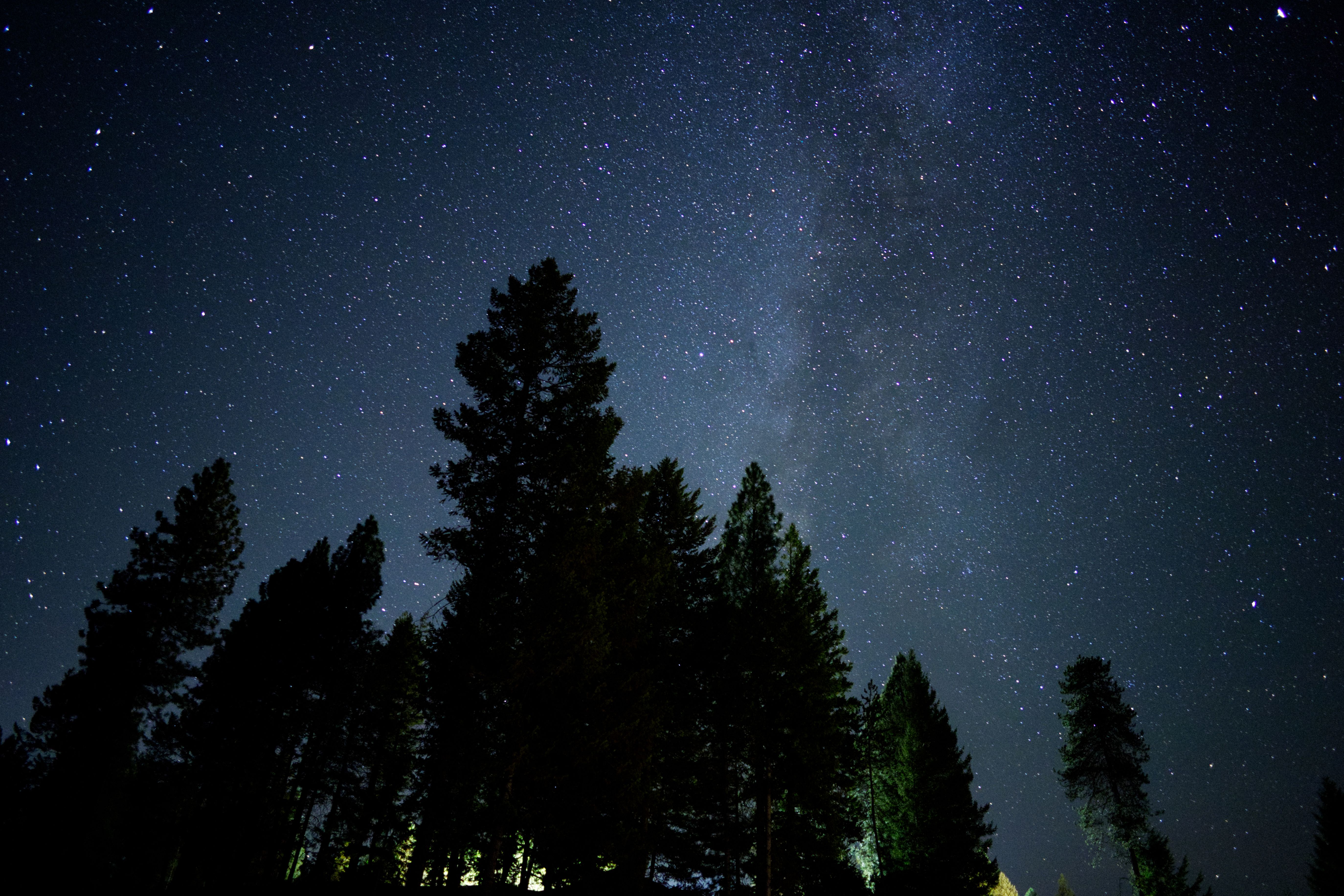 Starry Night Sky Over Pine Tree Forest · Free Stock Photo