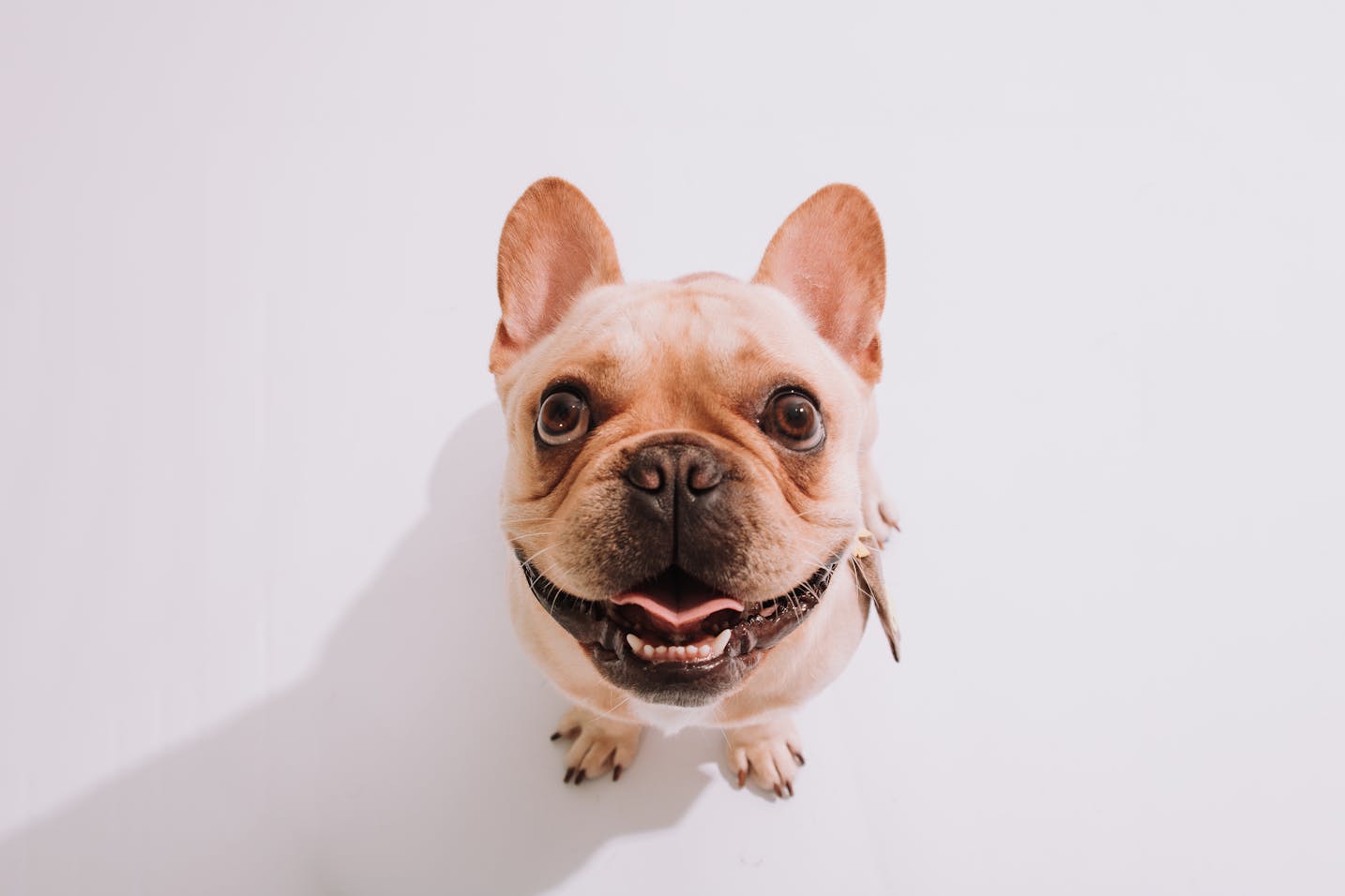 Canis Lupus Nubilus: Facts About the Great Plains Wolf