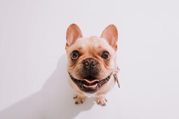 Canis Lupus Nubilus: Facts About the Great Plains Wolf