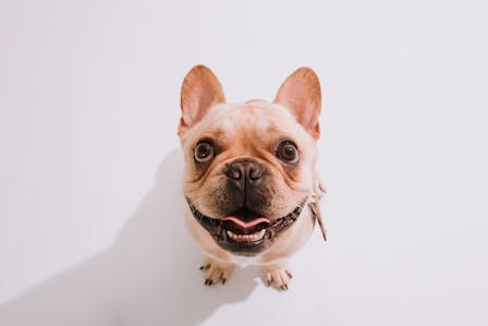 Canis Lupus Nubilus: Facts About the Great Plains Wolf