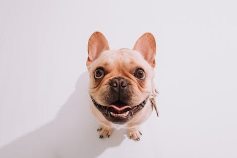 Canis Lupus Nubilus: Facts About the Great Plains Wolf