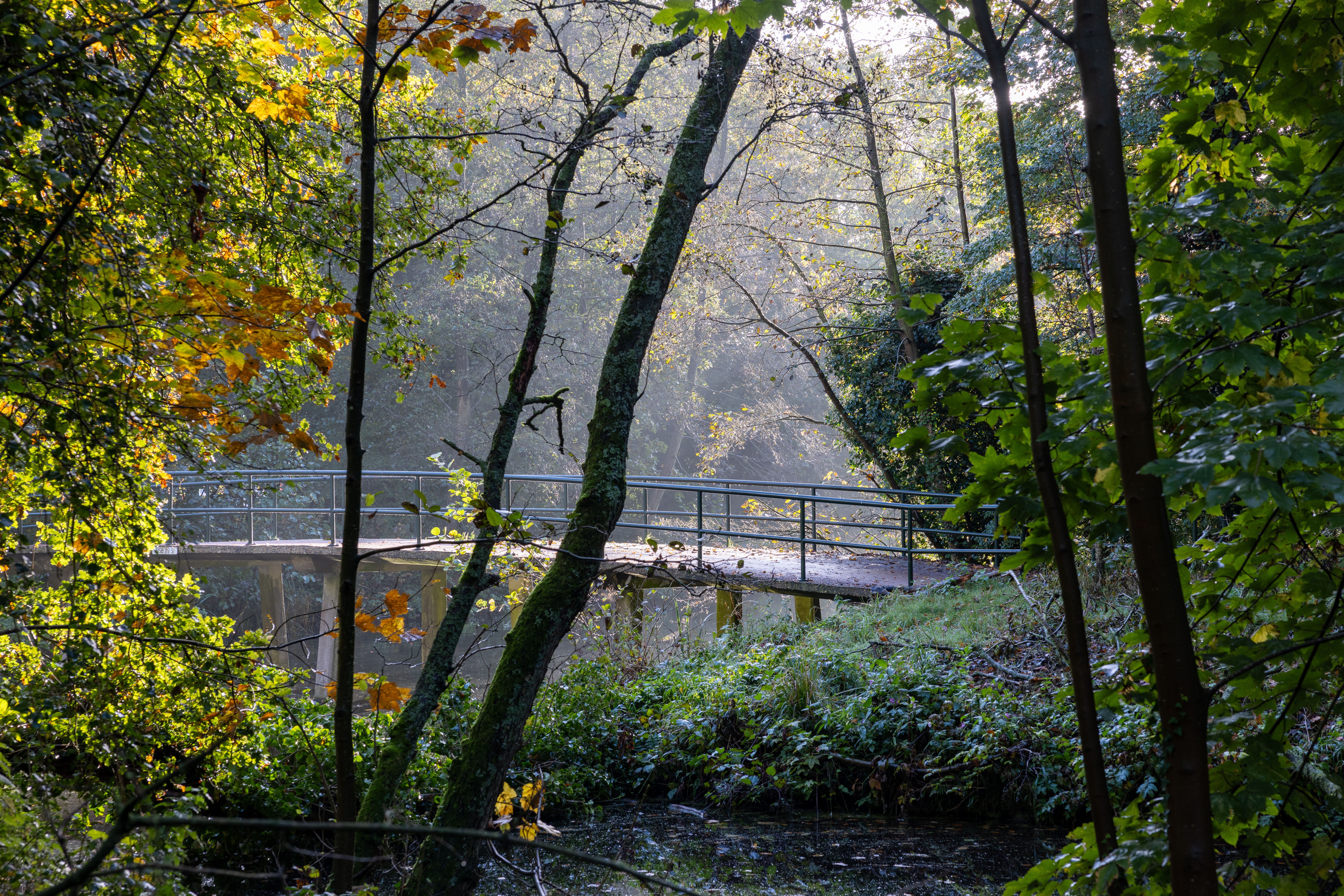 Scenic Forest Bridge in Autumn Light · Free Stock Photo