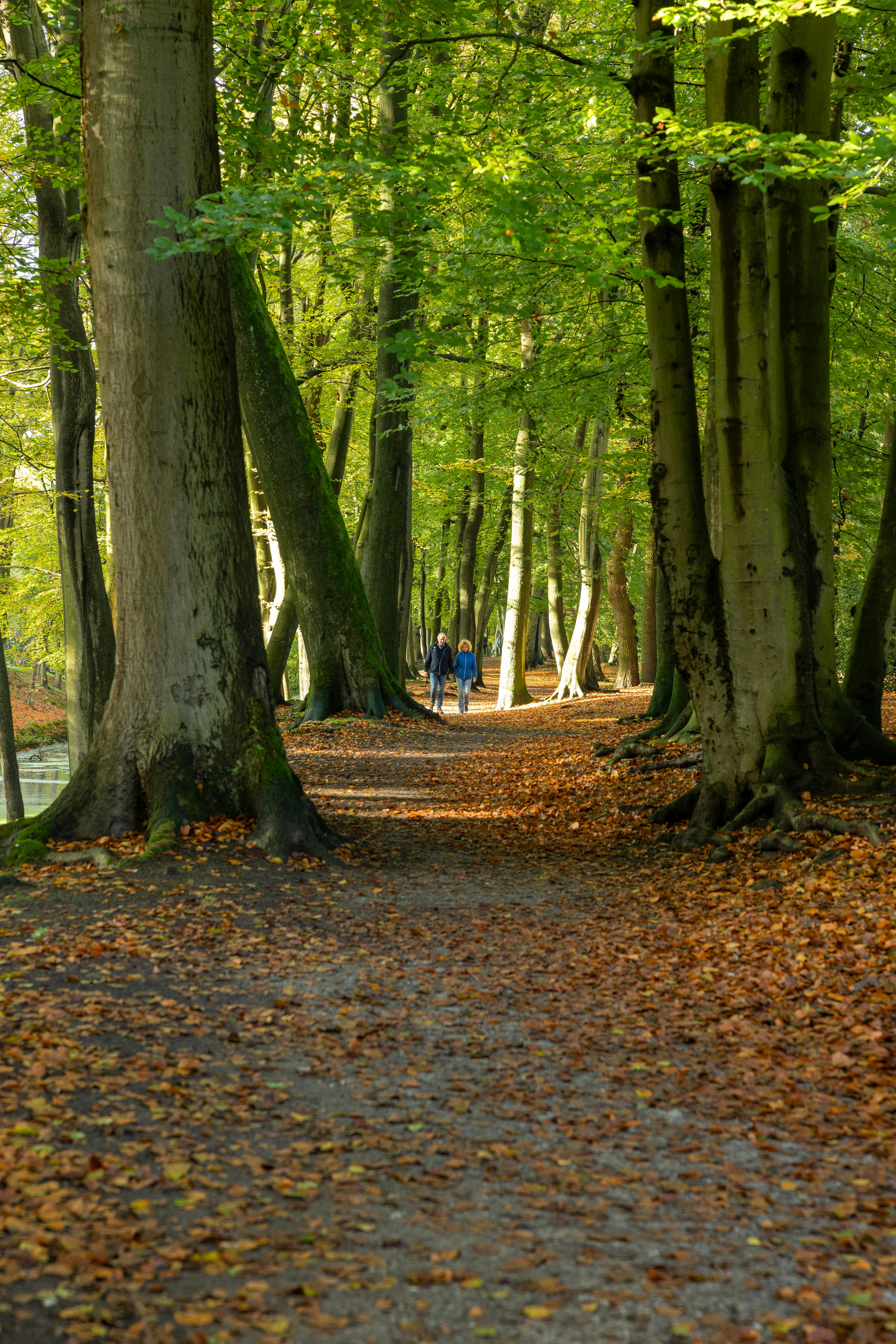 Dep Forest Photos, Download The BEST Free Dep Forest Stock Photos & HD ...