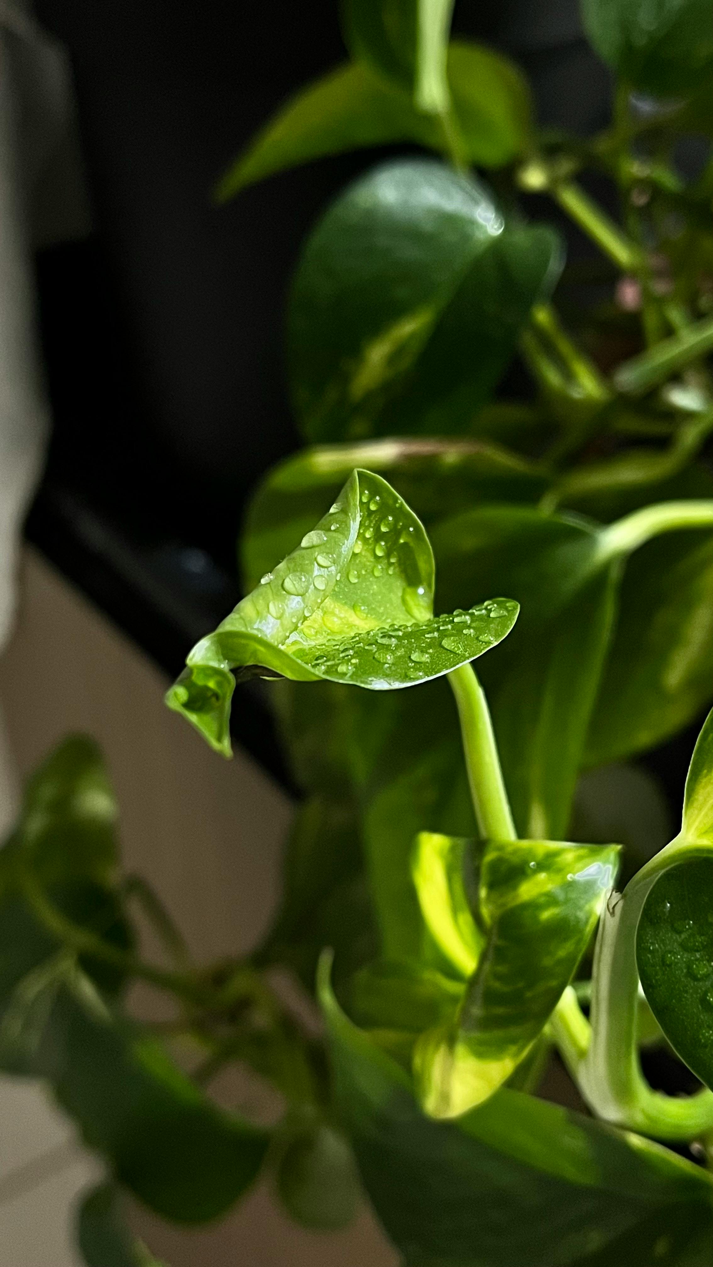 Catani Pothos Photos, Download The BEST Free Catani Pothos Stock Photos ...