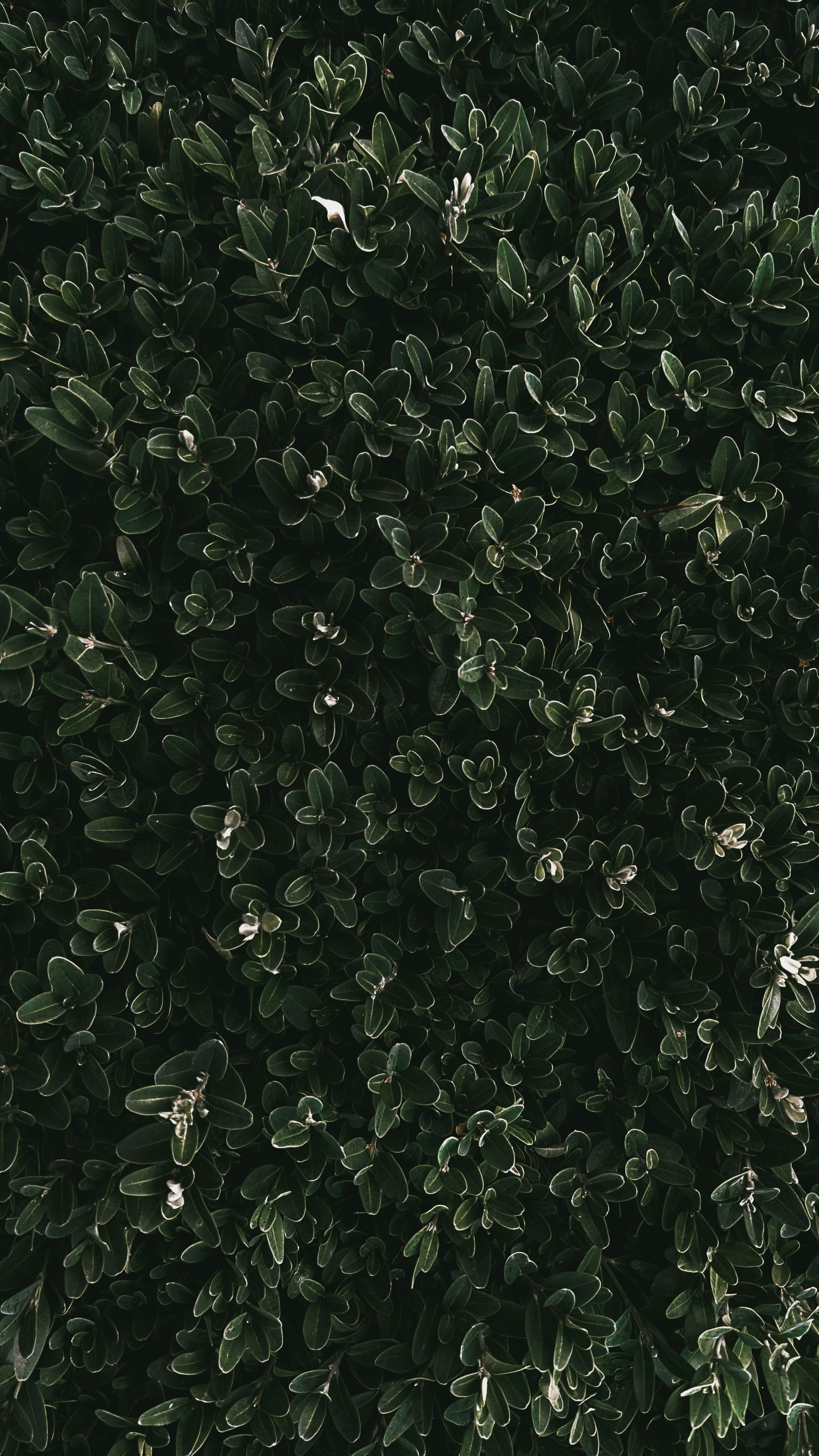 Closeup of Dense Lush Green Foliage Texture · Free Stock Photo