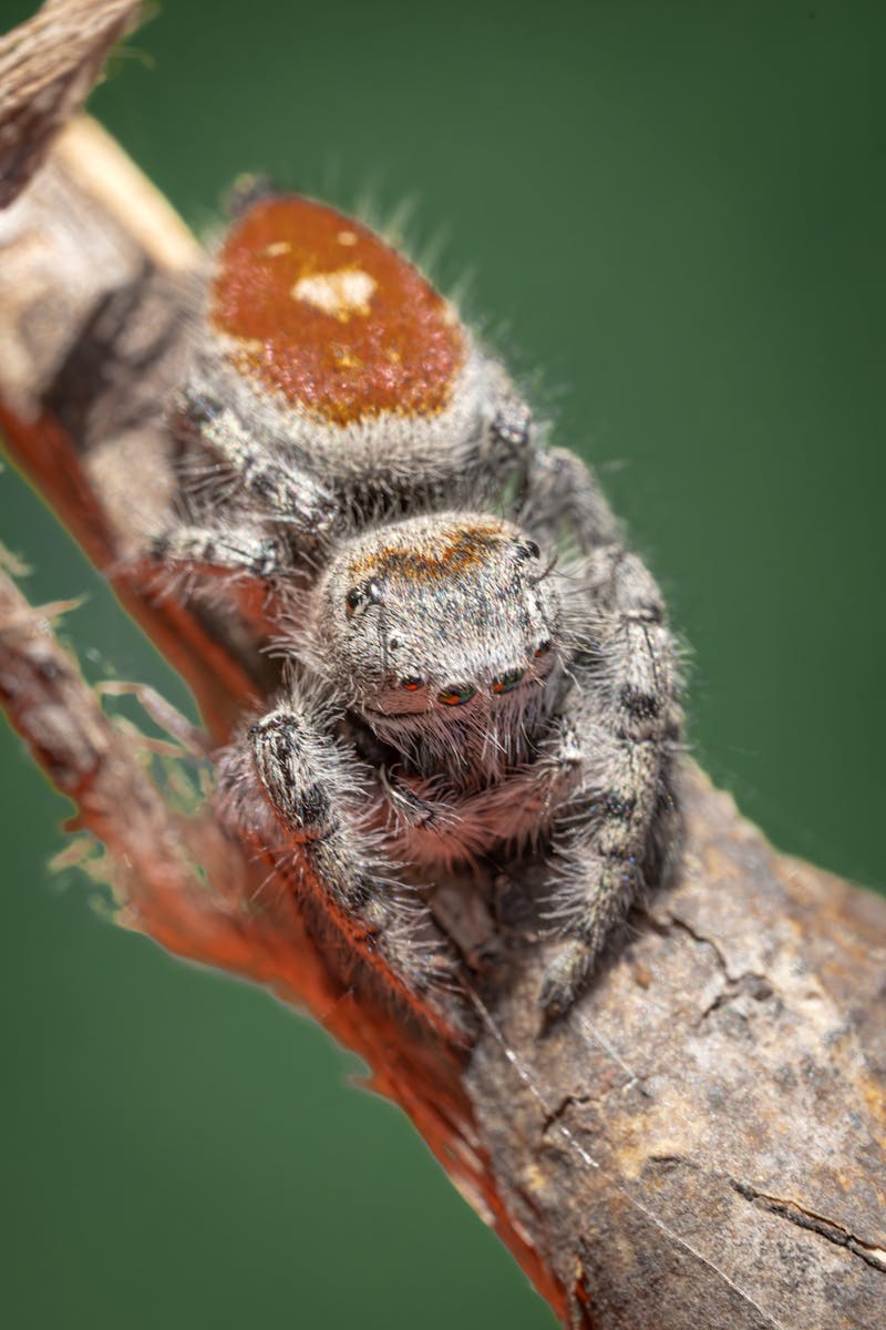 Senpai Spider Photos, Download The BEST Free Senpai Spider Stock Photos ...